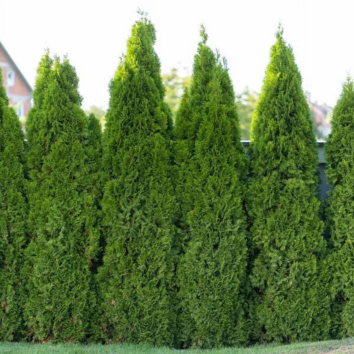 American Pillar Arborivitae Live Plant 18-24" in Height in a #3 ...