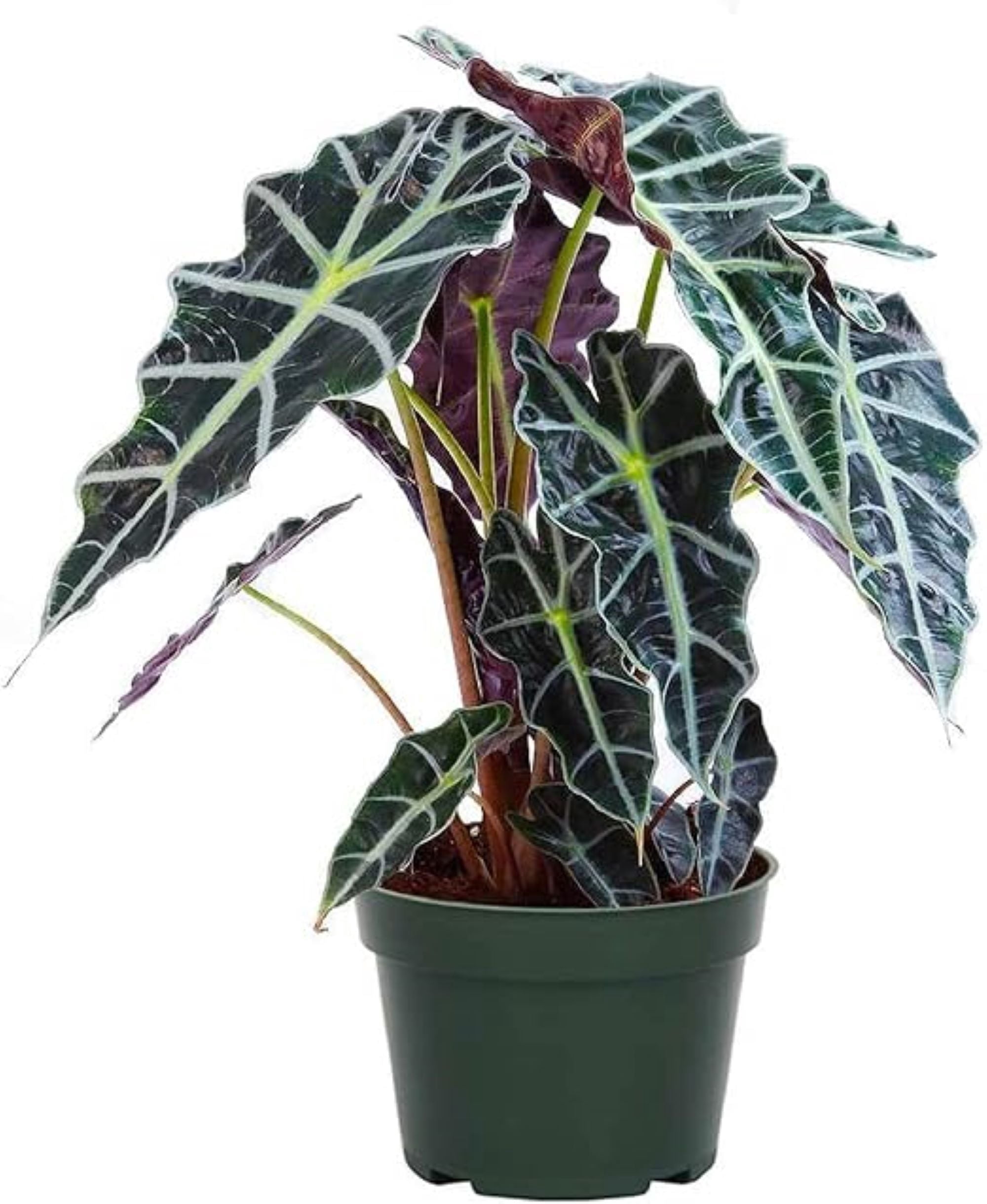 American Plant Exchange Alocasia Polly, African Mask Plant, Live ...