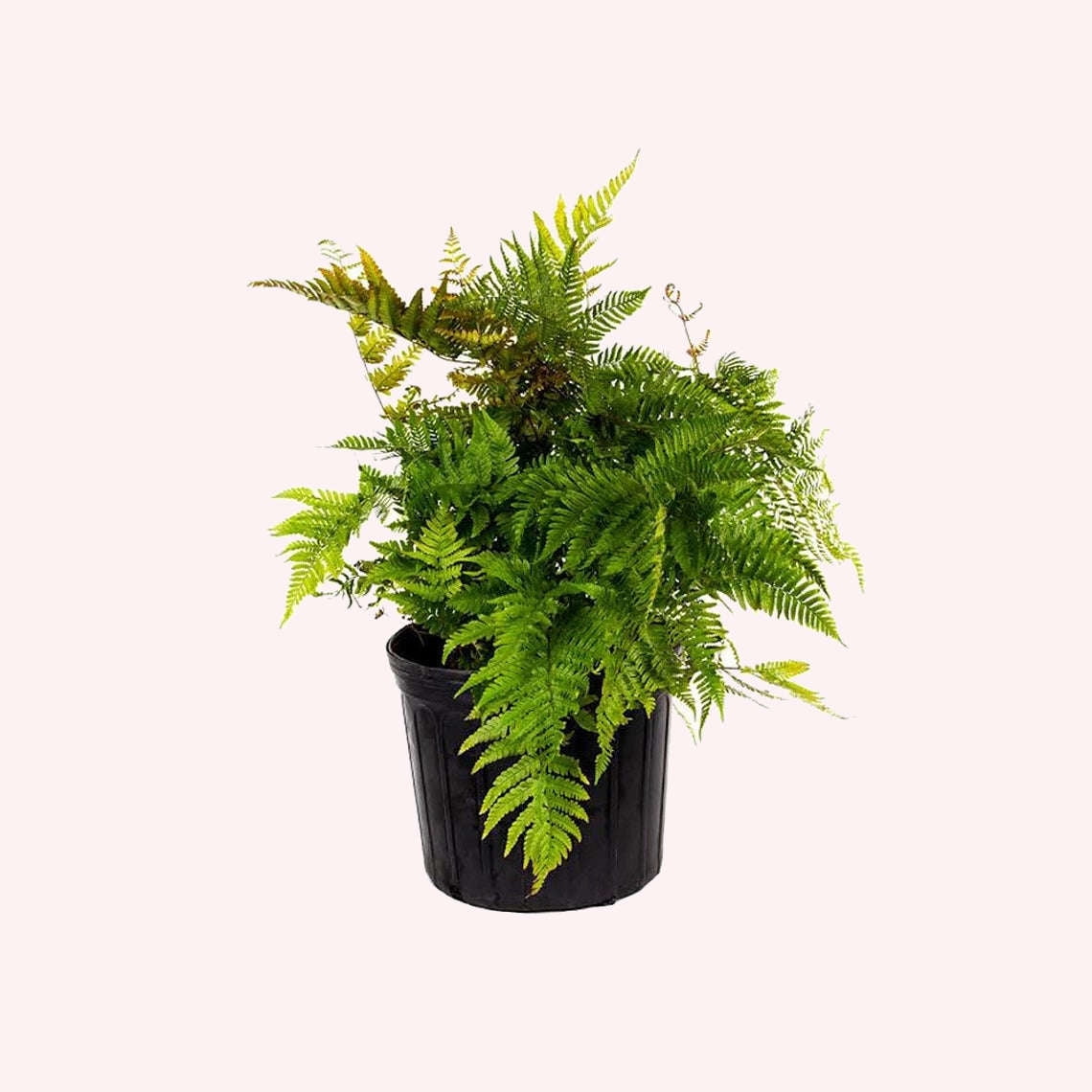 American Plant Exchange Autumn Fern, Frilly Live Houseplant, 6-Inch Pot ...