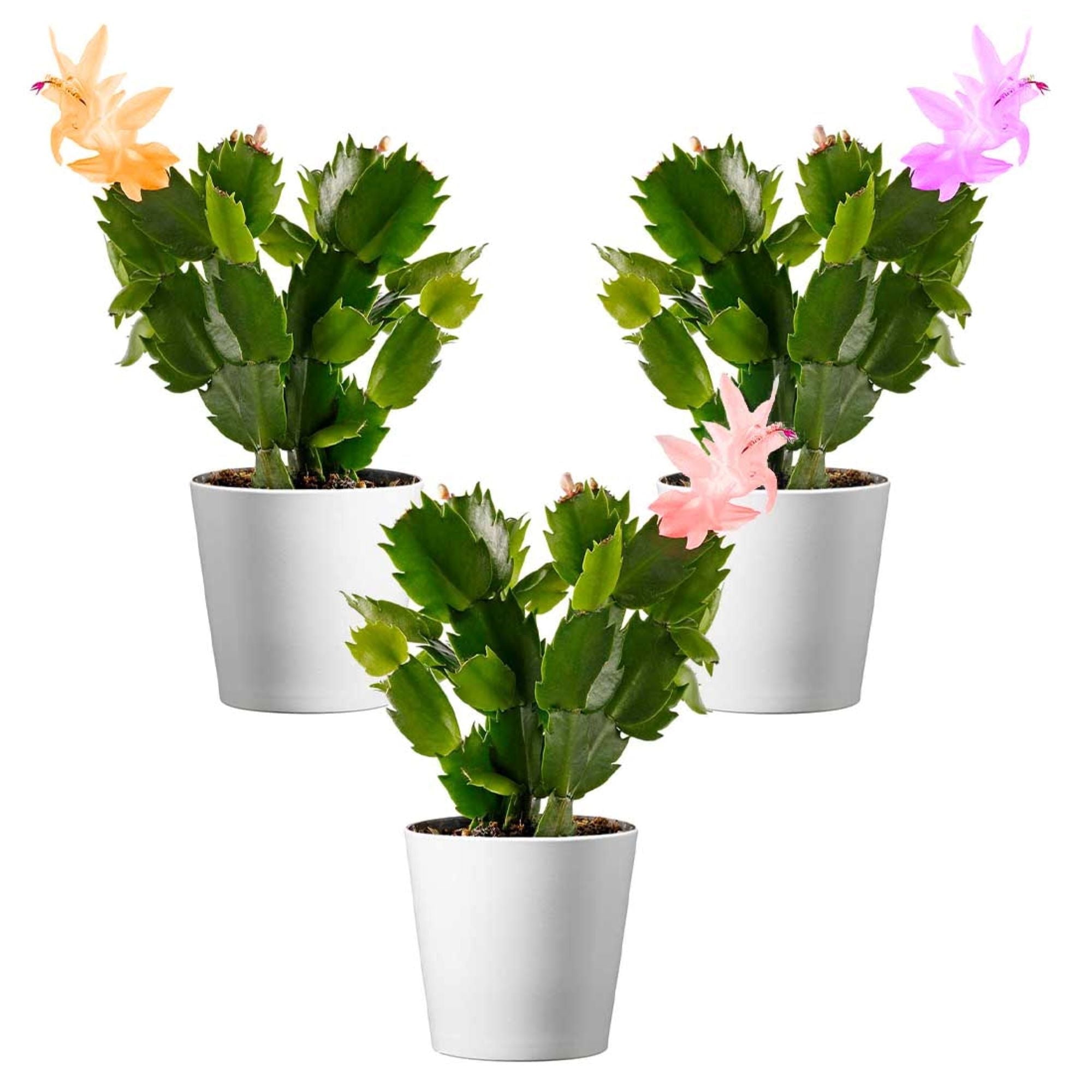 Christmas Plant Gifts in Fresh Christmas Greenery - Walmart.com Christmas Plant Gifts in Fresh Christmas Greenery - Walmart.com