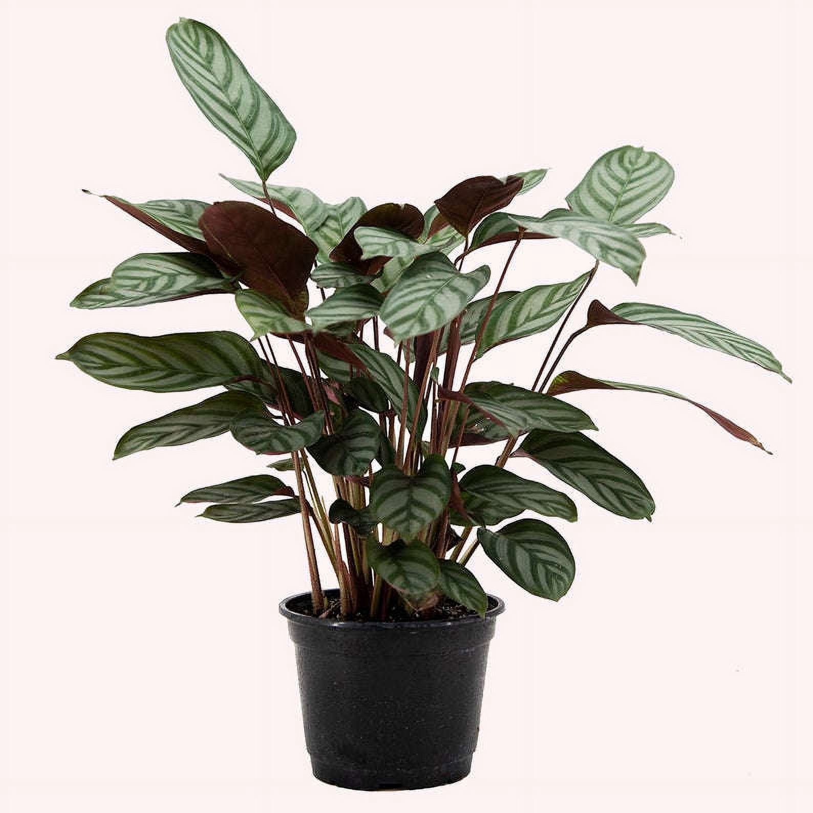 American Plant Exchange Ctenanthe Exotica, Calathea Prayer Plant, 6 ...