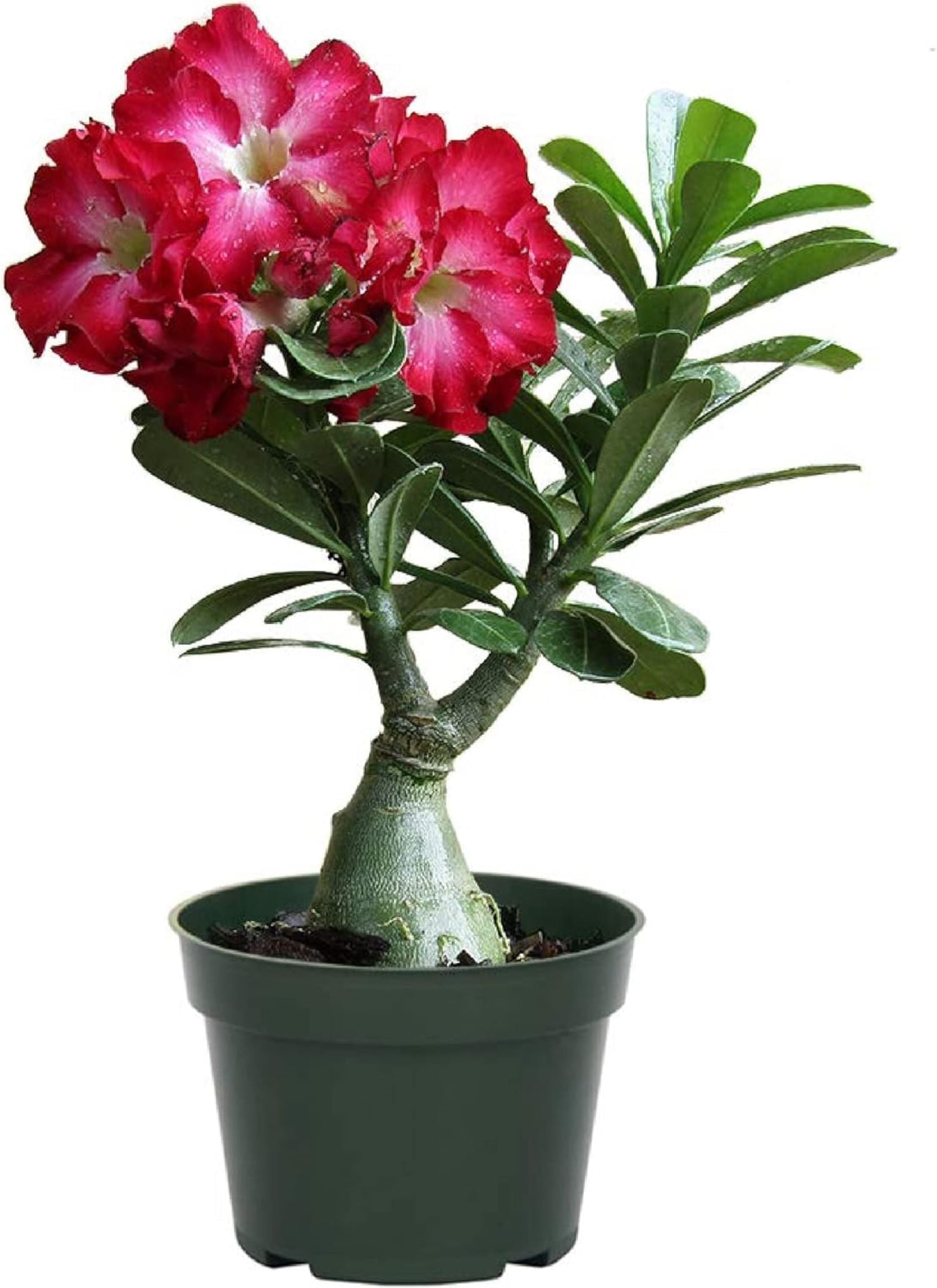 American Plant Exchange Desert Rose Single Bloom, 5-Inch Pot, Flowering ...