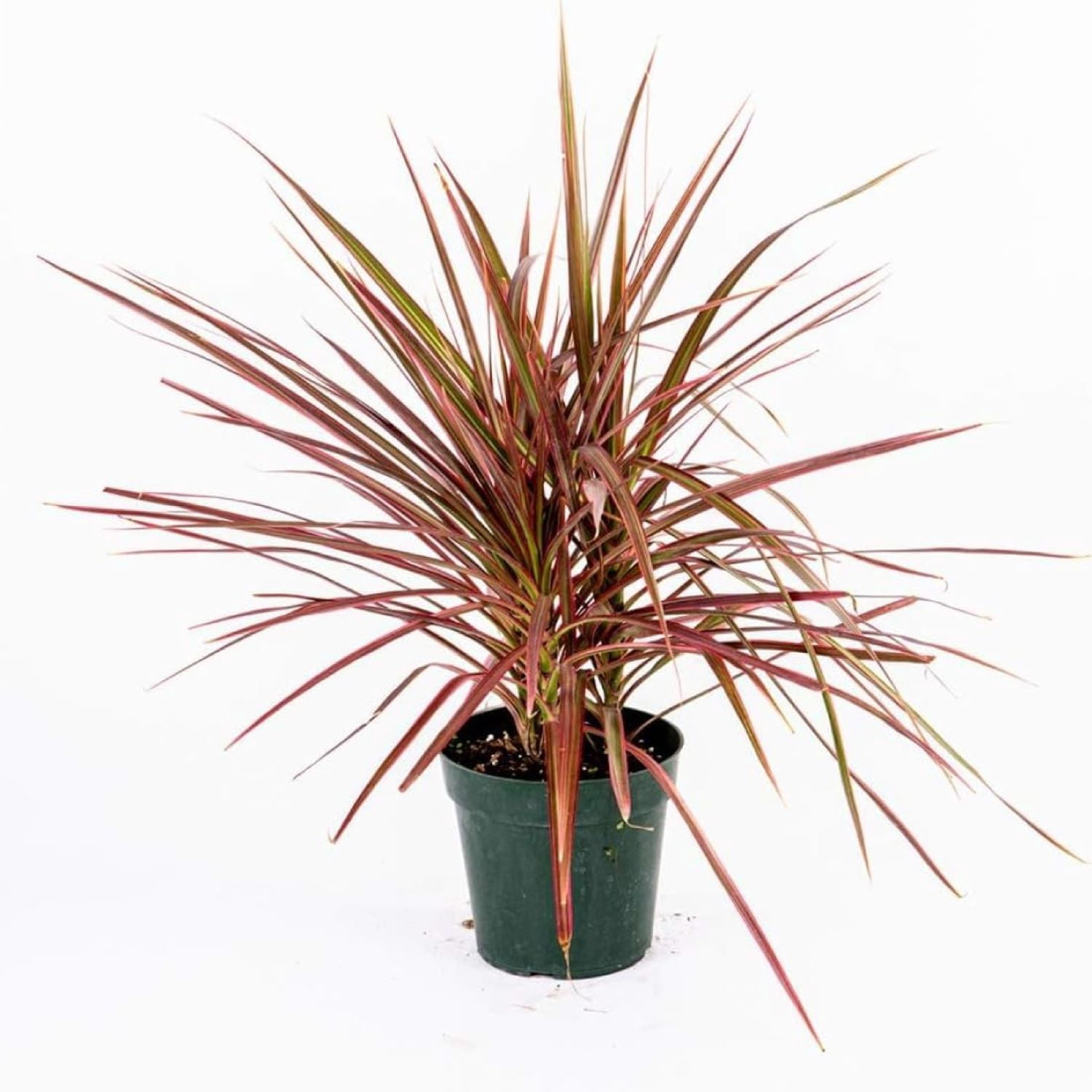 American Plant Exchange Dracaena Marginata Colorama Madagascar Dragon ...
