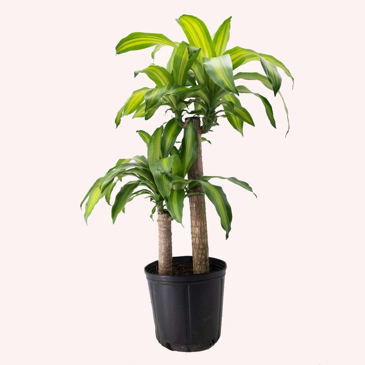 American Plant Exchange Dracaena Massangeana 'Corn Plant', Mass Cane Stump, Live Indoor Plant, 6 ...