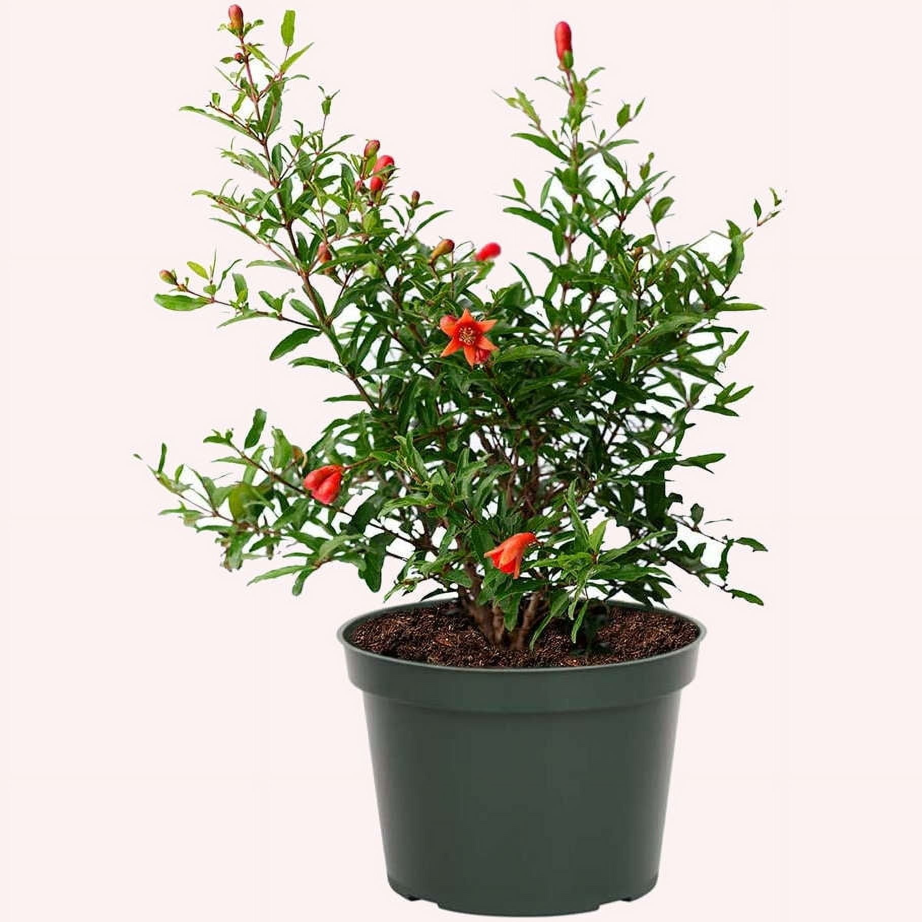 American Plant Exchange Dwarf Pomegranate Tree, Live Fruiting Plant, 6 ...