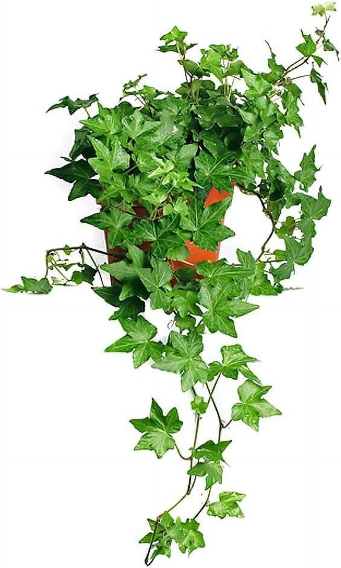 American Plant Exchange English Ivy, 6-Inch Pot, Medium Leaf, Vining ...