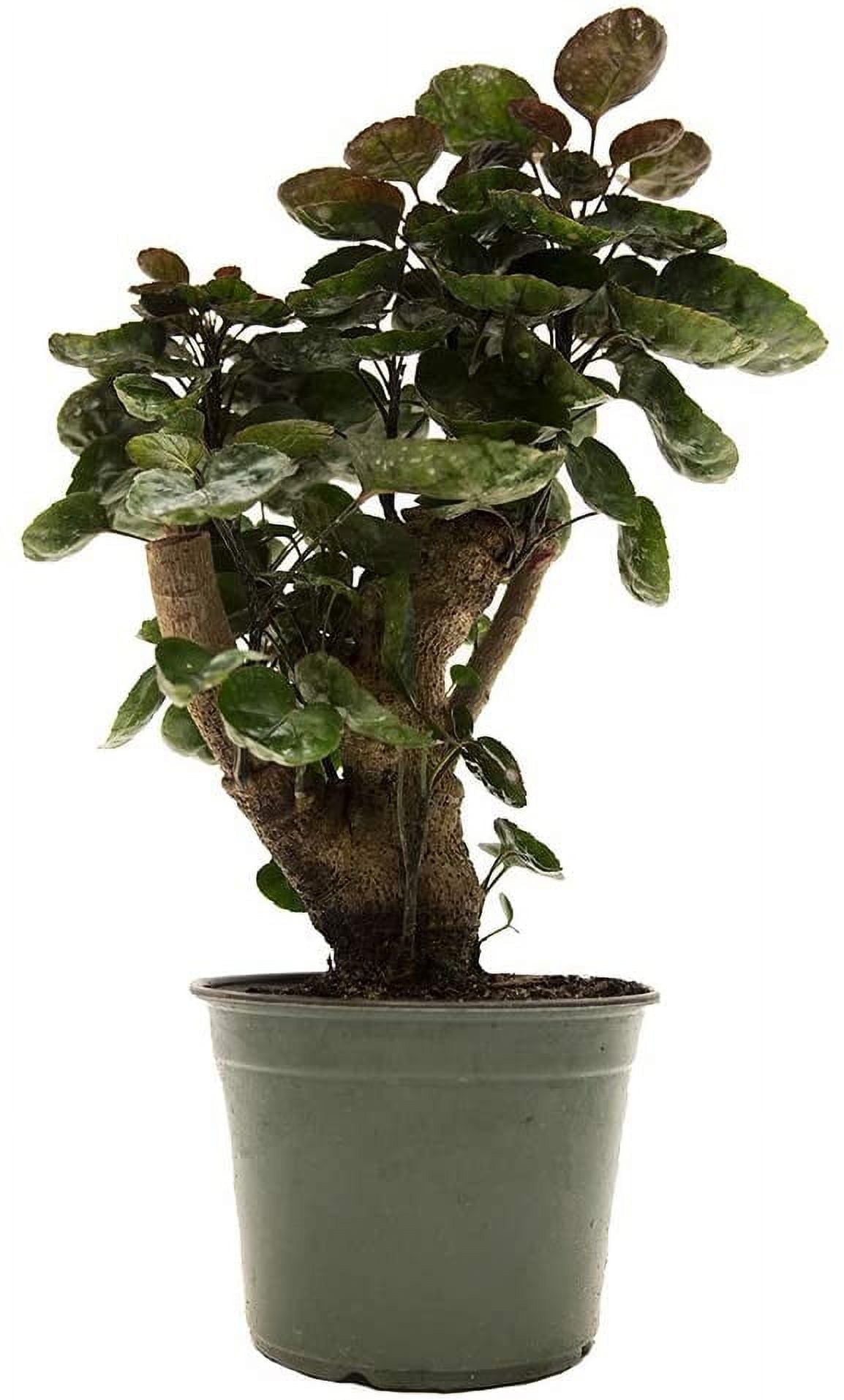 American Plant Exchange Fabian Aralia Tree Stump Rare Bonsai Live Plant ...