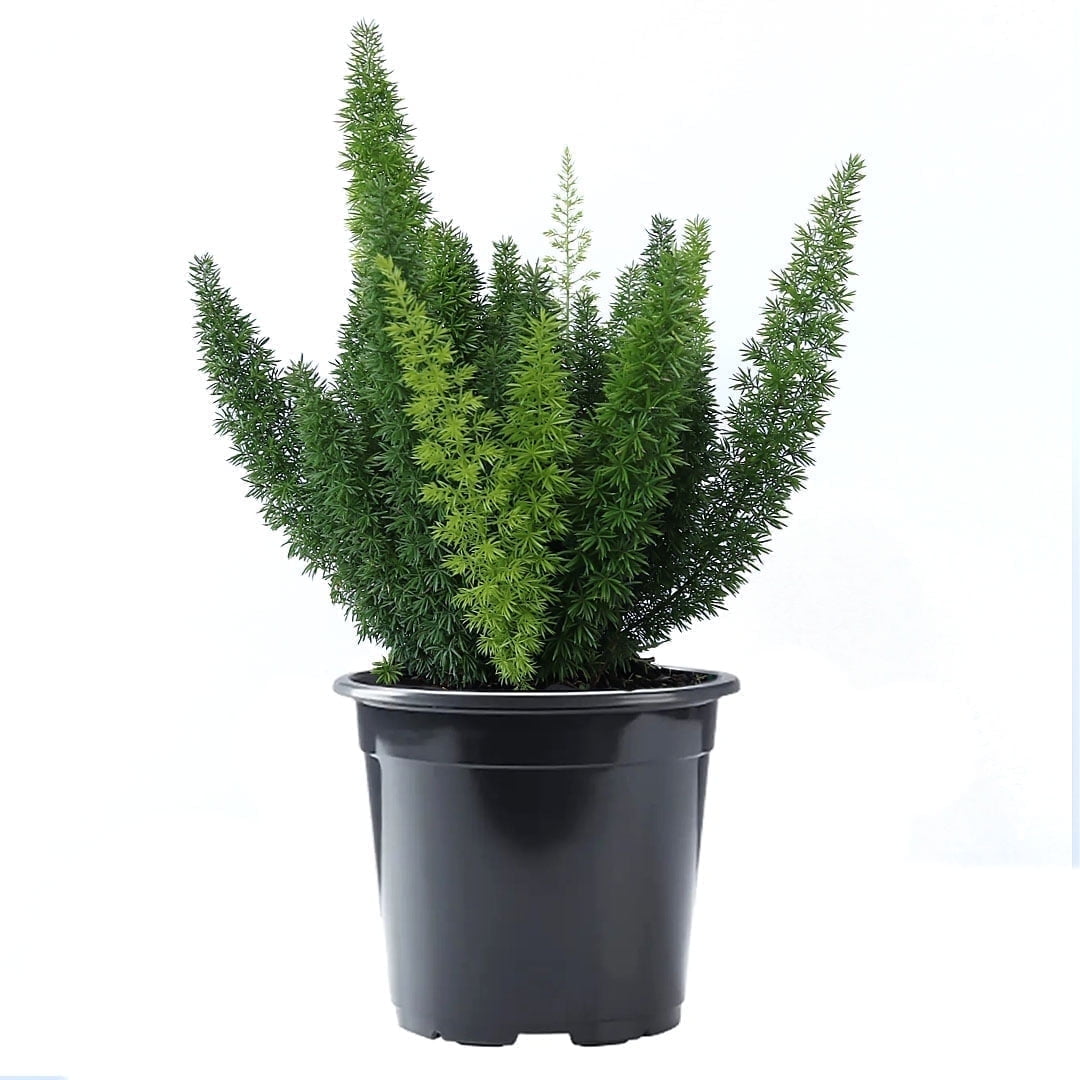 American Plant Exchange Foxtail Fern, Fluffy Live Plant, 6-Inch Pot ...