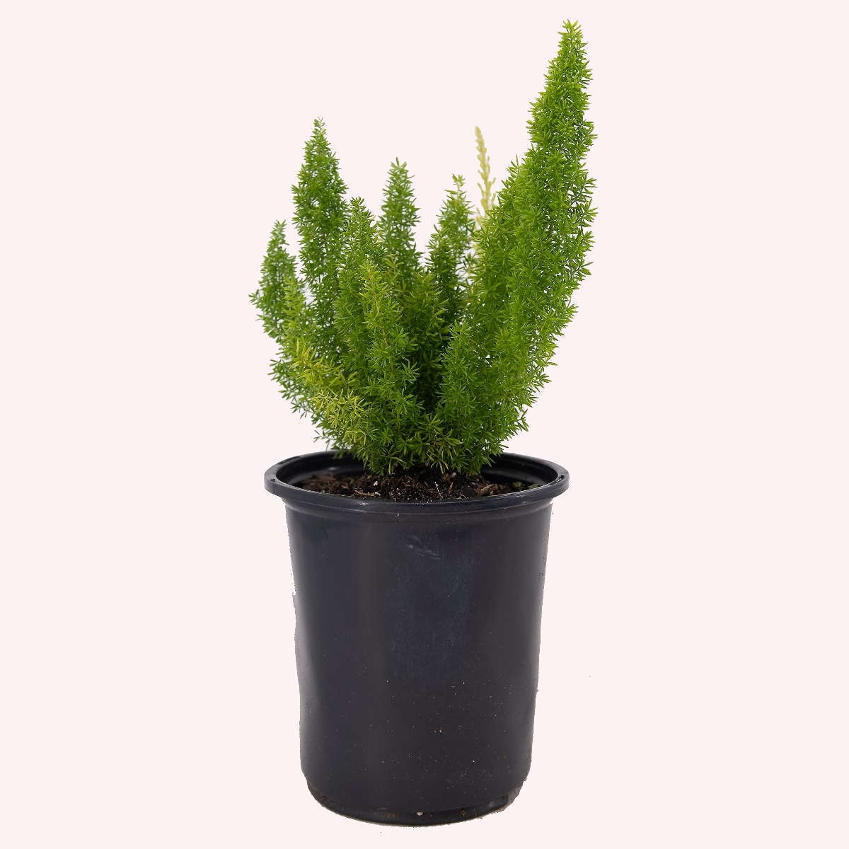 American Plant Exchange Foxtail Fern, Fluffy Live Plant, 6-Inch Pot ...