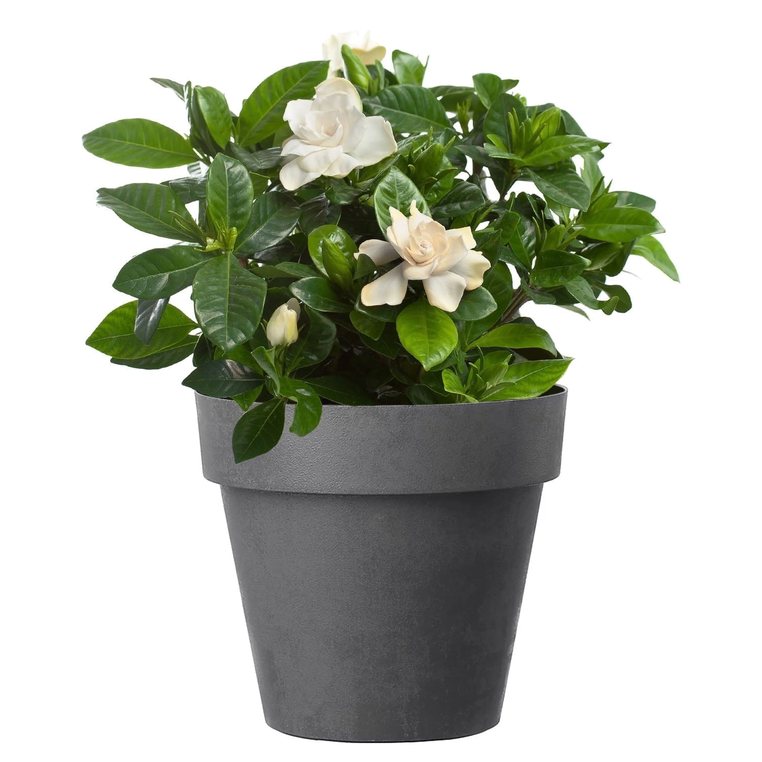 American Plant Exchange Gardenia Vetchii Bush, Live Flowering ...