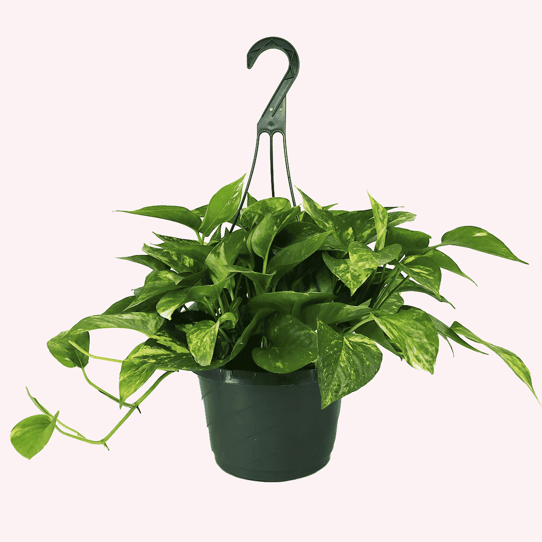 American Plant Exchange Golden Pothos Hanging Basket, 8-Inch Pot, Large ...