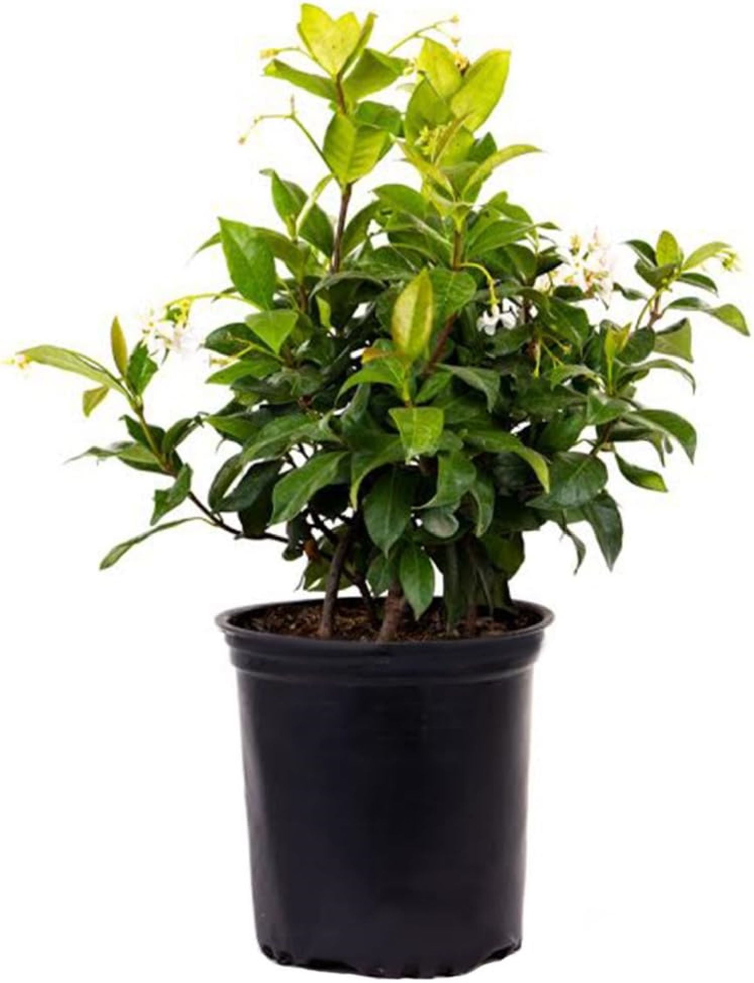 American Plant Exchange Green Confederate Jasmine, 6-Inch Pot, Fragrant ...