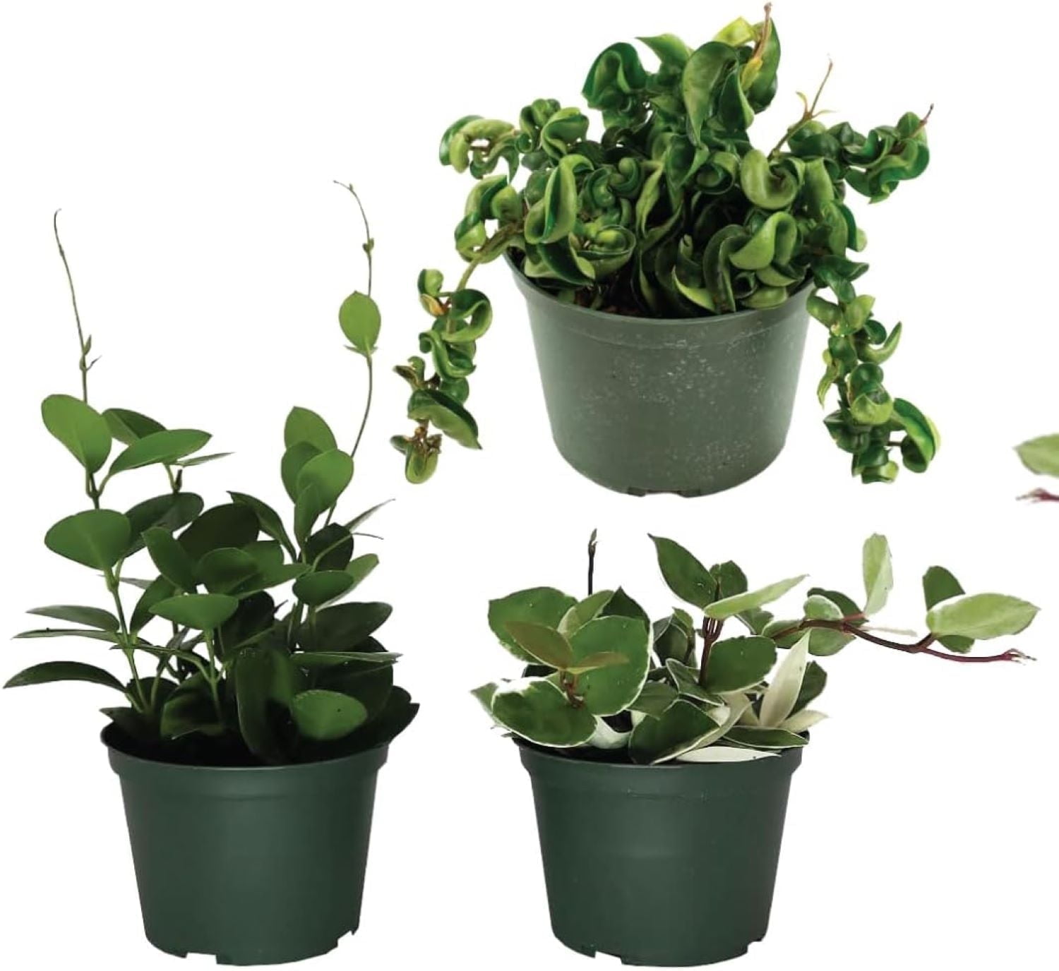 American Plant Exchange Hoya 3 Pack Bundle, 4-Inch Pots, Exotic Vining ...