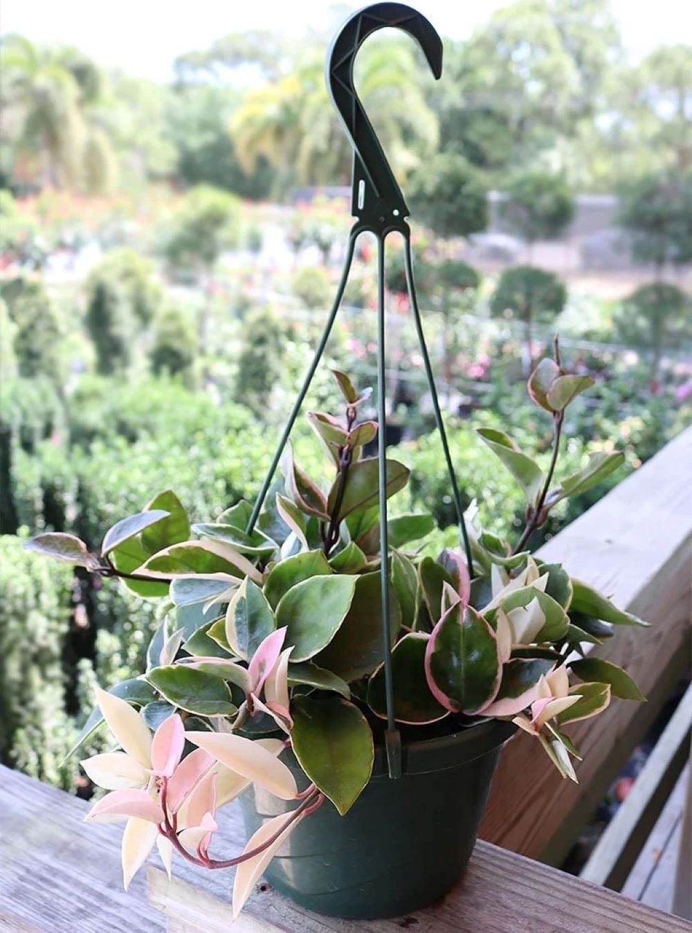 American Plant Exchange Hoya Carnosa, Krimson Queen, 8-Inch Pot ...