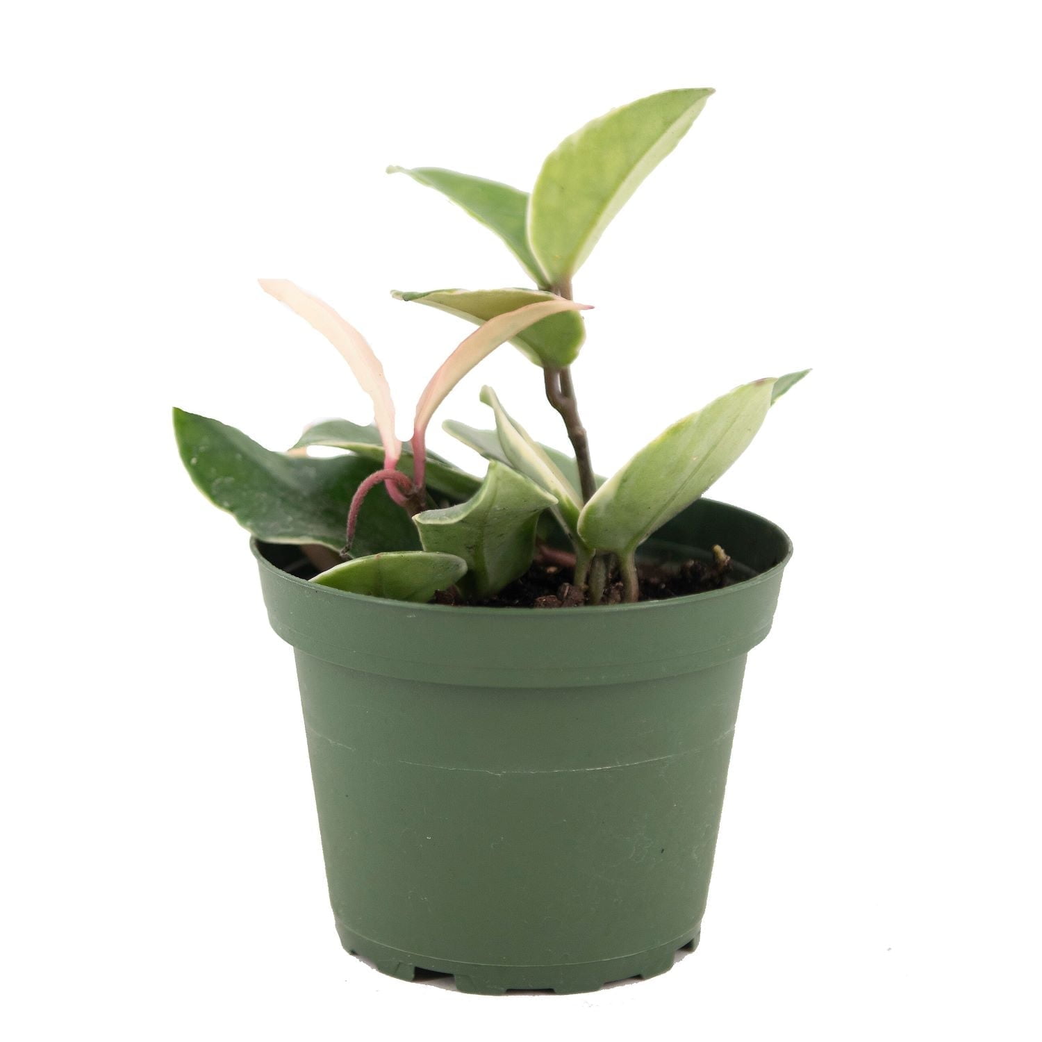 American Plant Exchange Hoya Krimson Queen, 4-Inch Pot, Vining Tri ...