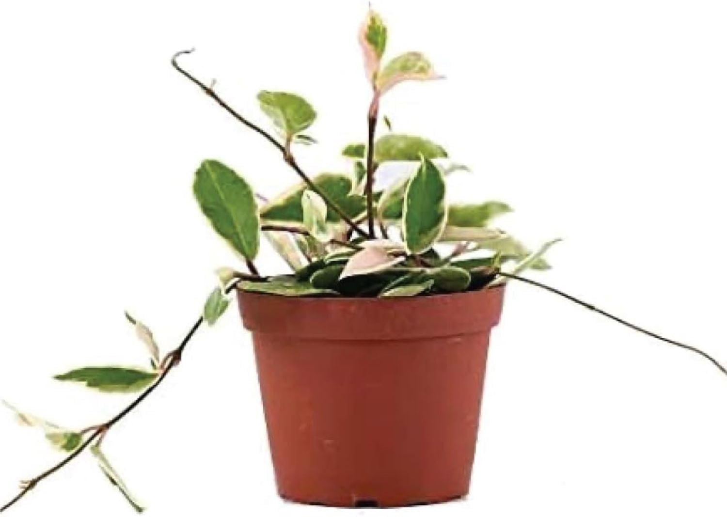 American Plant Exchange Hoya Krimson Queen, 6-Inch Pot, Exotic Vining ...