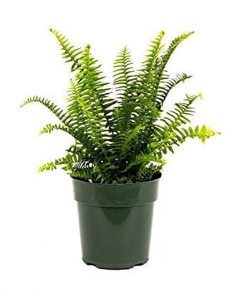American Plant Exchange Kimberly Queen Fern, Live Plant, 6-Inch Pot ...