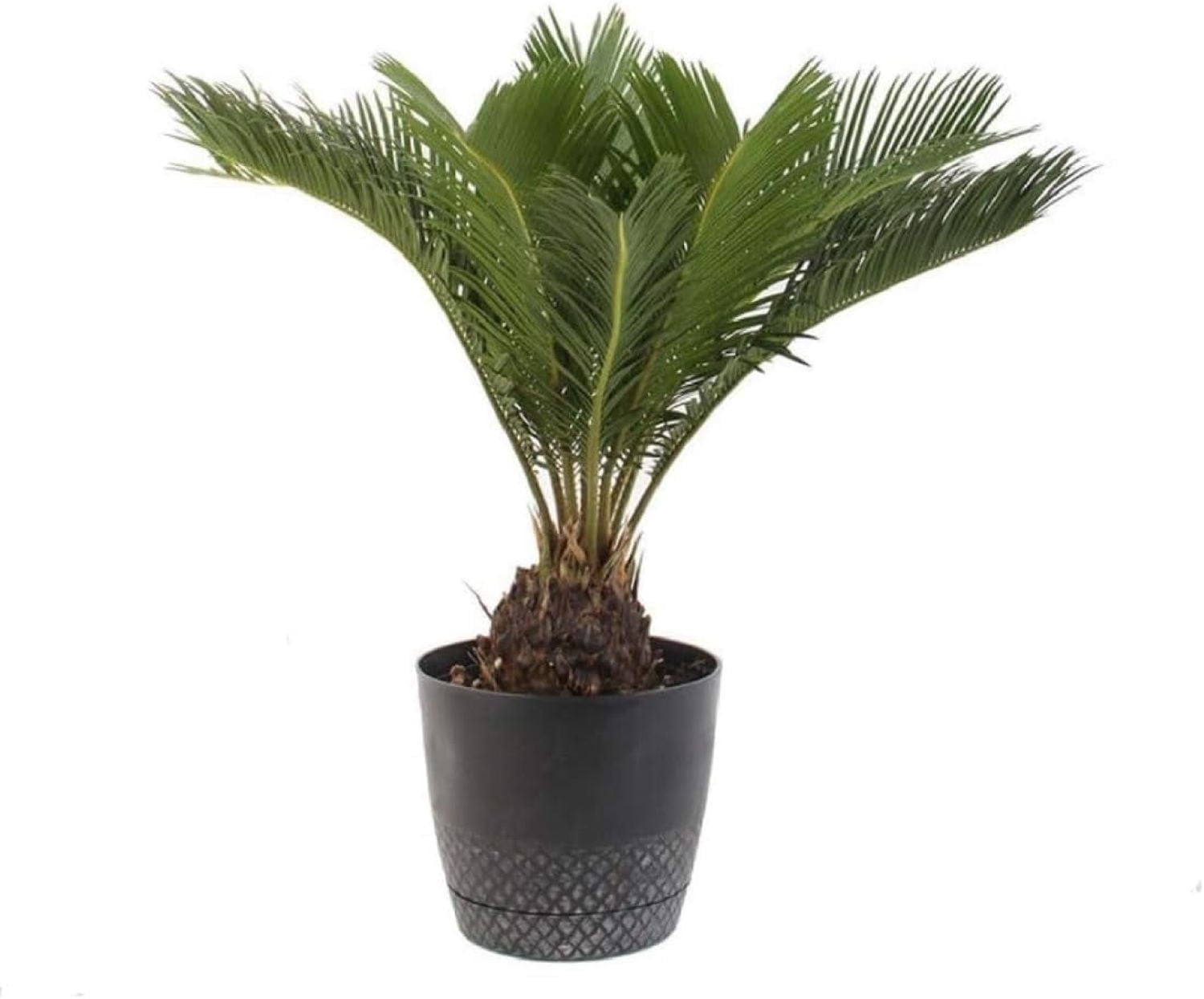 American Plant Exchange King Sago Palm, 6-Inch Pot, Ideal for Indoor or ...
