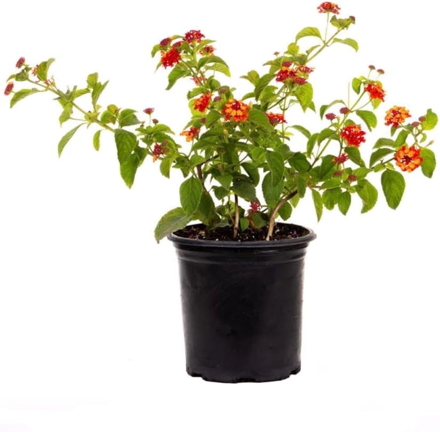 American Plant Exchange Lantana Dallas Red, 6-Inch Pot, Red & Orange ...