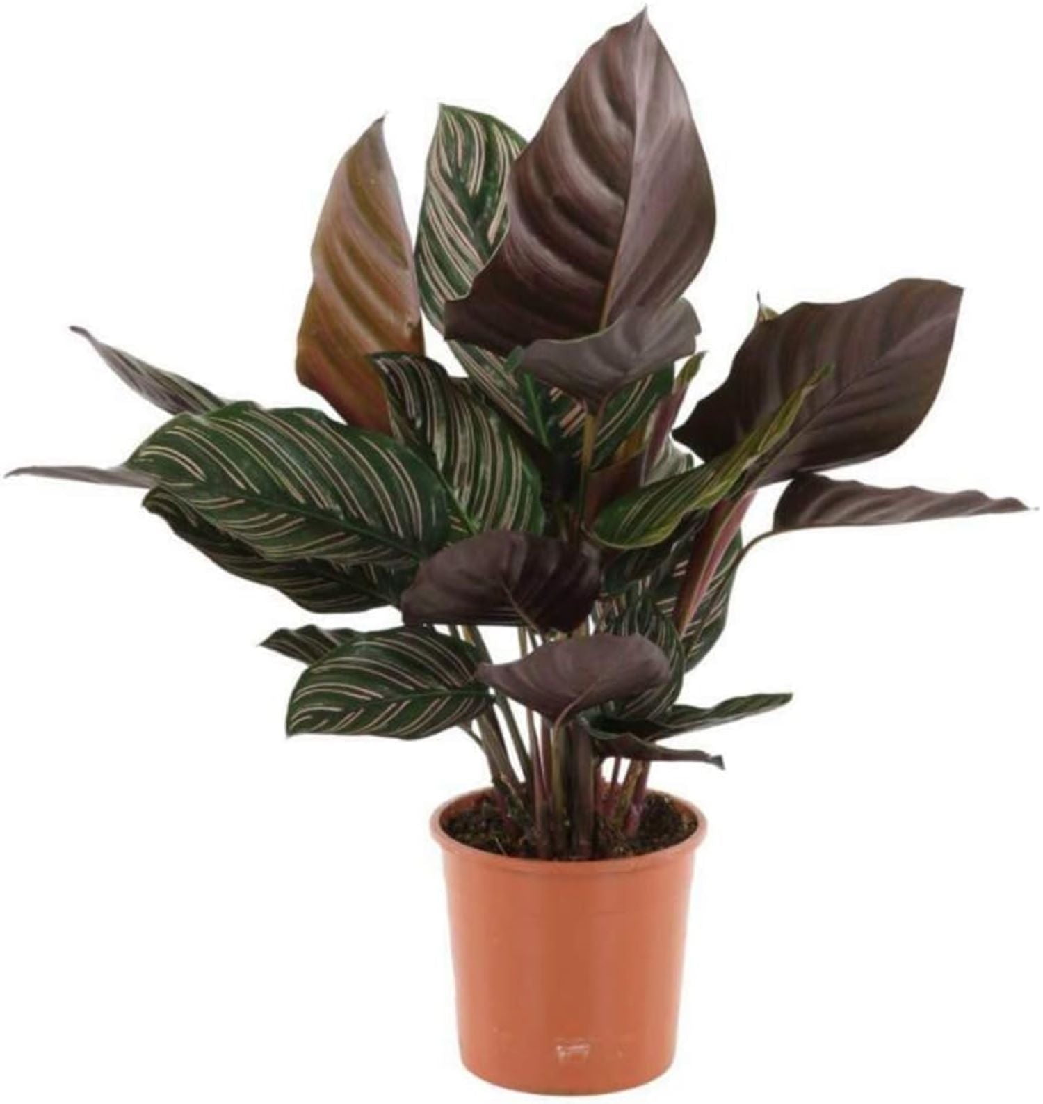 American Plant Exchange Live Calathea Ornata Pinstripe Plant, 4-Inch ...