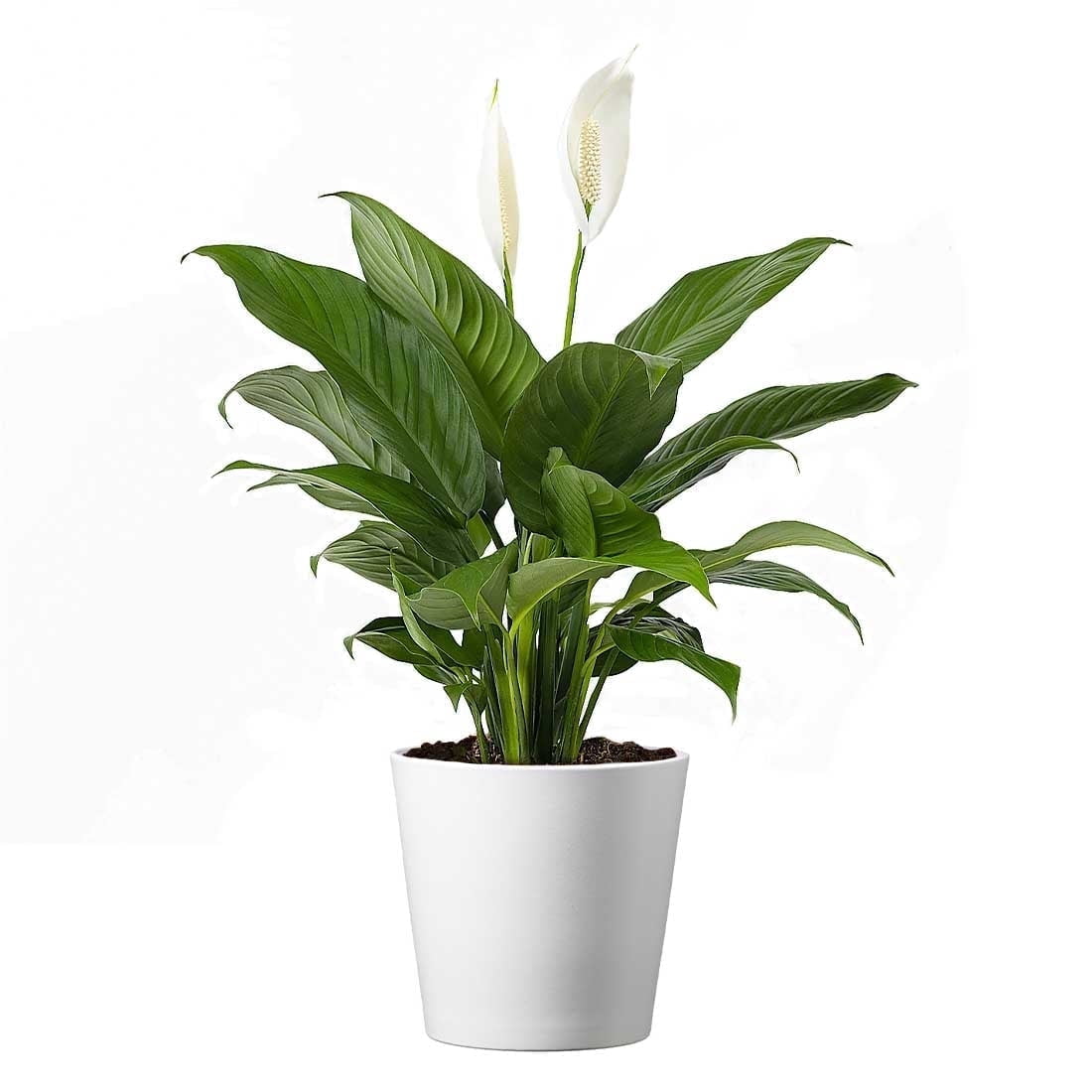 American Plant Exchange Live Flowering Plant Spathiphyllium Peace Lily ...