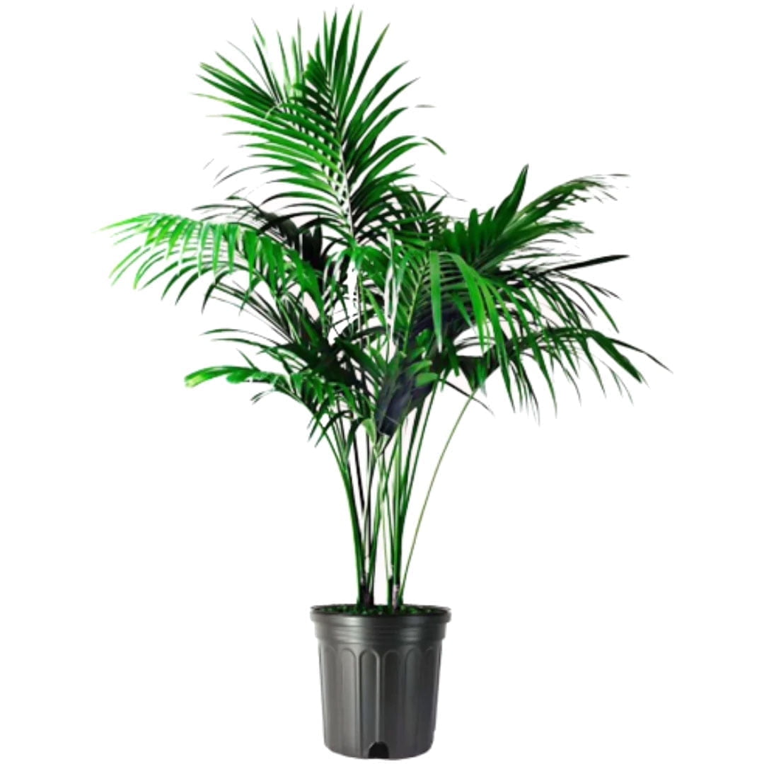 American Plant Exchange Live Kentia Palm, Large Houseplant, 10-Inch Pot ...