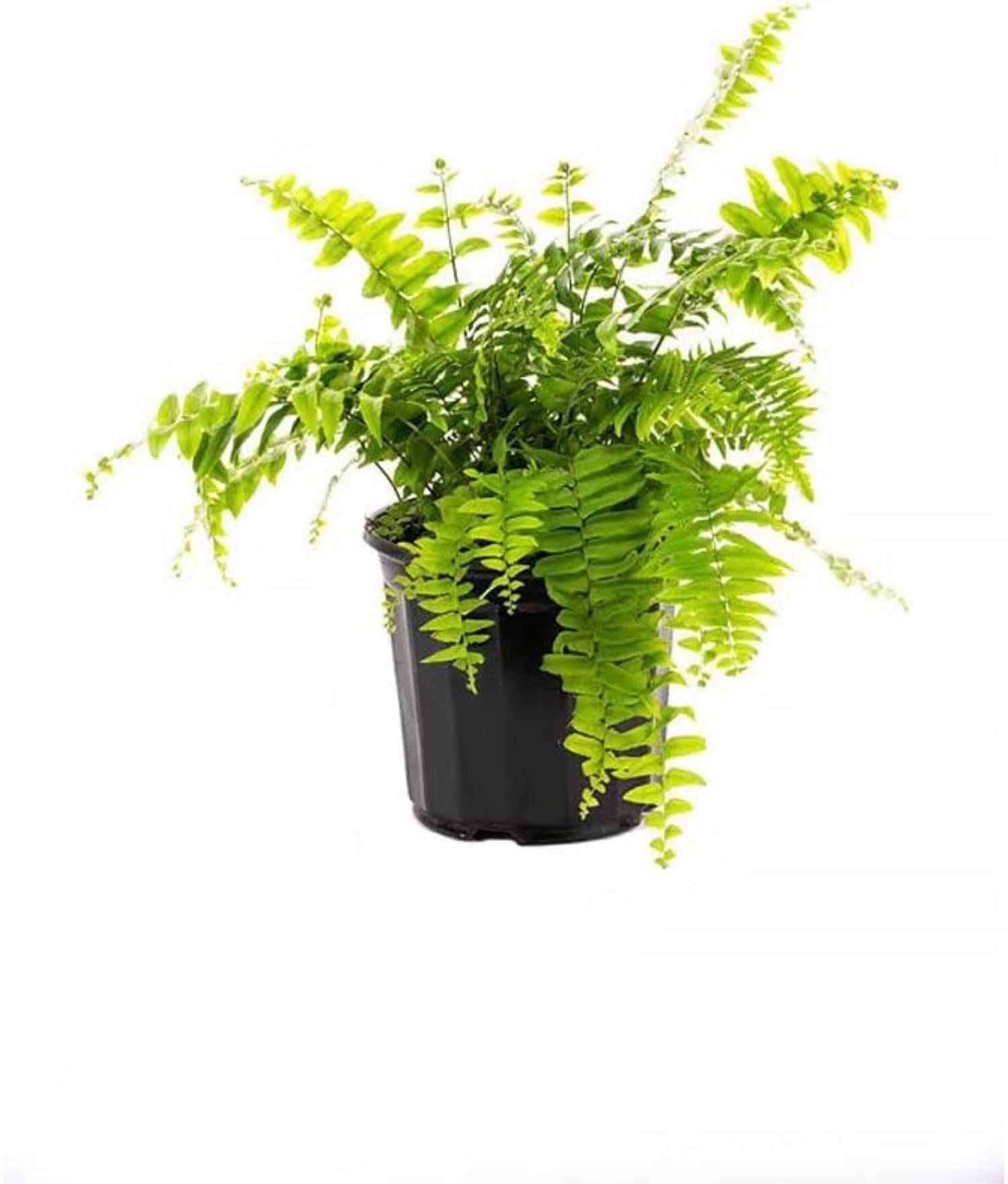 American Plant Exchange Macho Fern Giant Sword, Live Houseplant, 6-Inch Pot, Bold, Bright Green ...