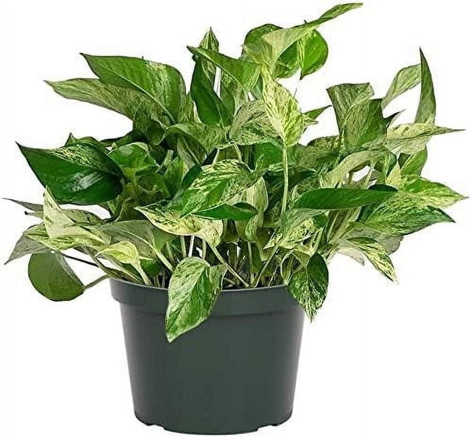 American Plant Exchange Marble Queen Pothos, 6-Inch Pot, Live Vining ...