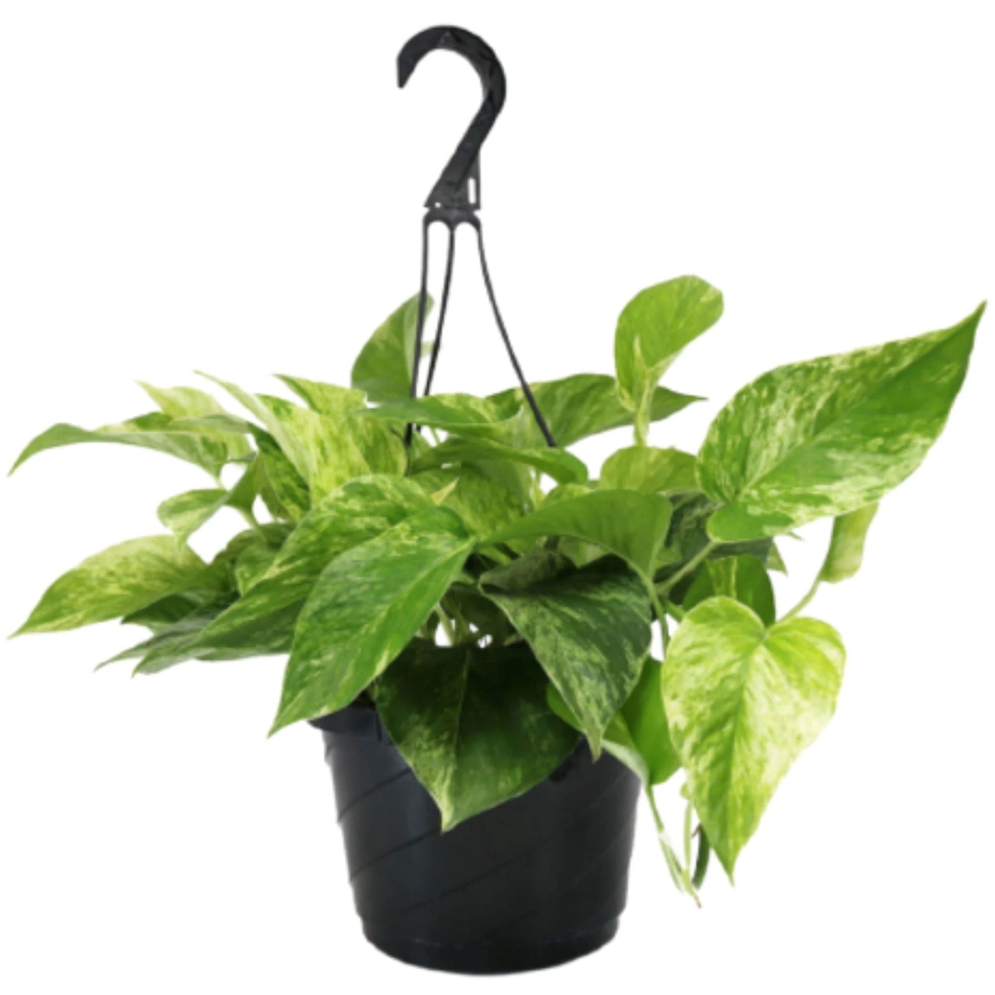 American Plant Exchange Marble Queen Pothos Hanging Basket, 8-Inch Pot ...