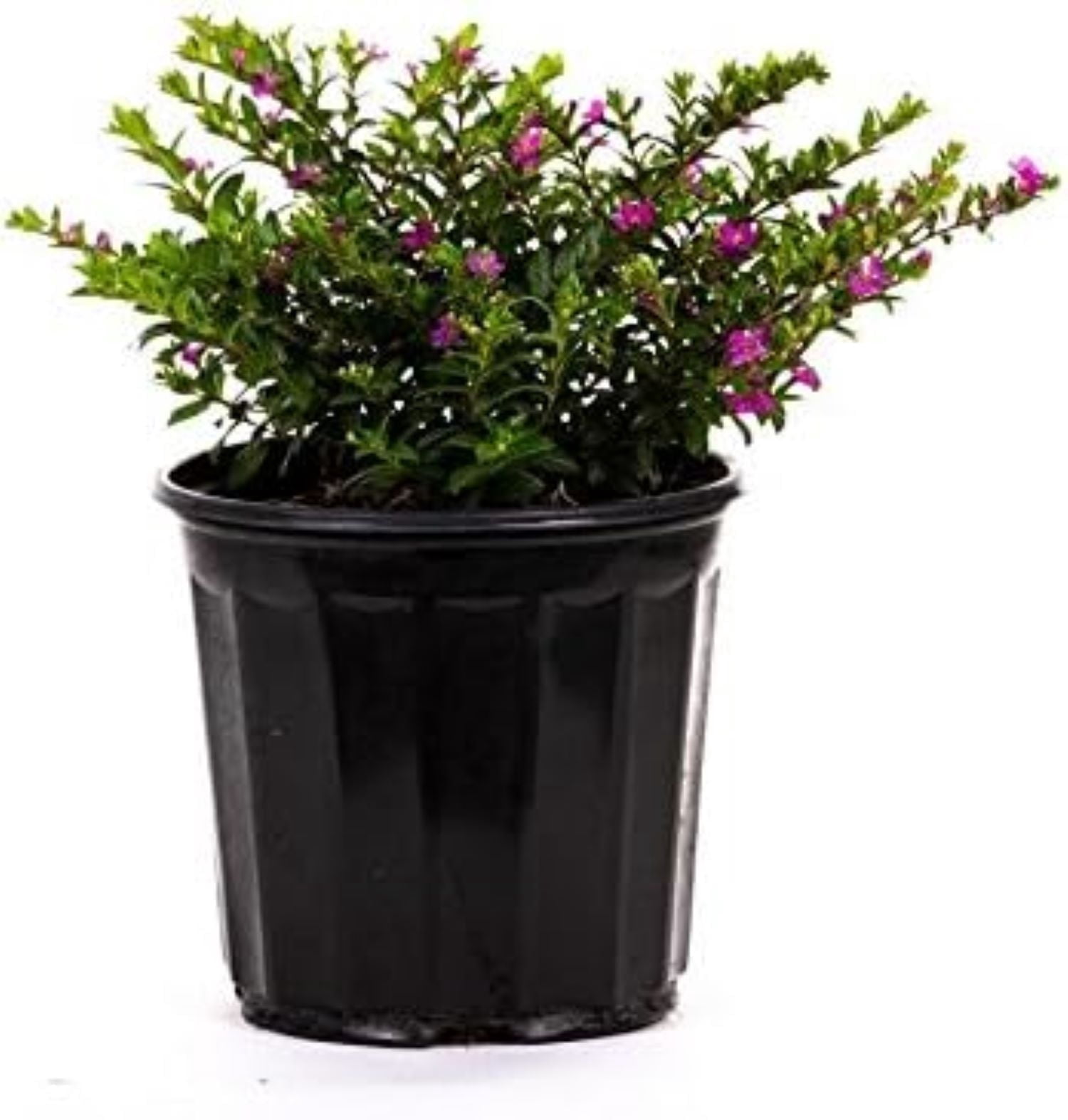 American Plant Exchange Outdoor Mexican Heather Plant, Live Tropical ...
