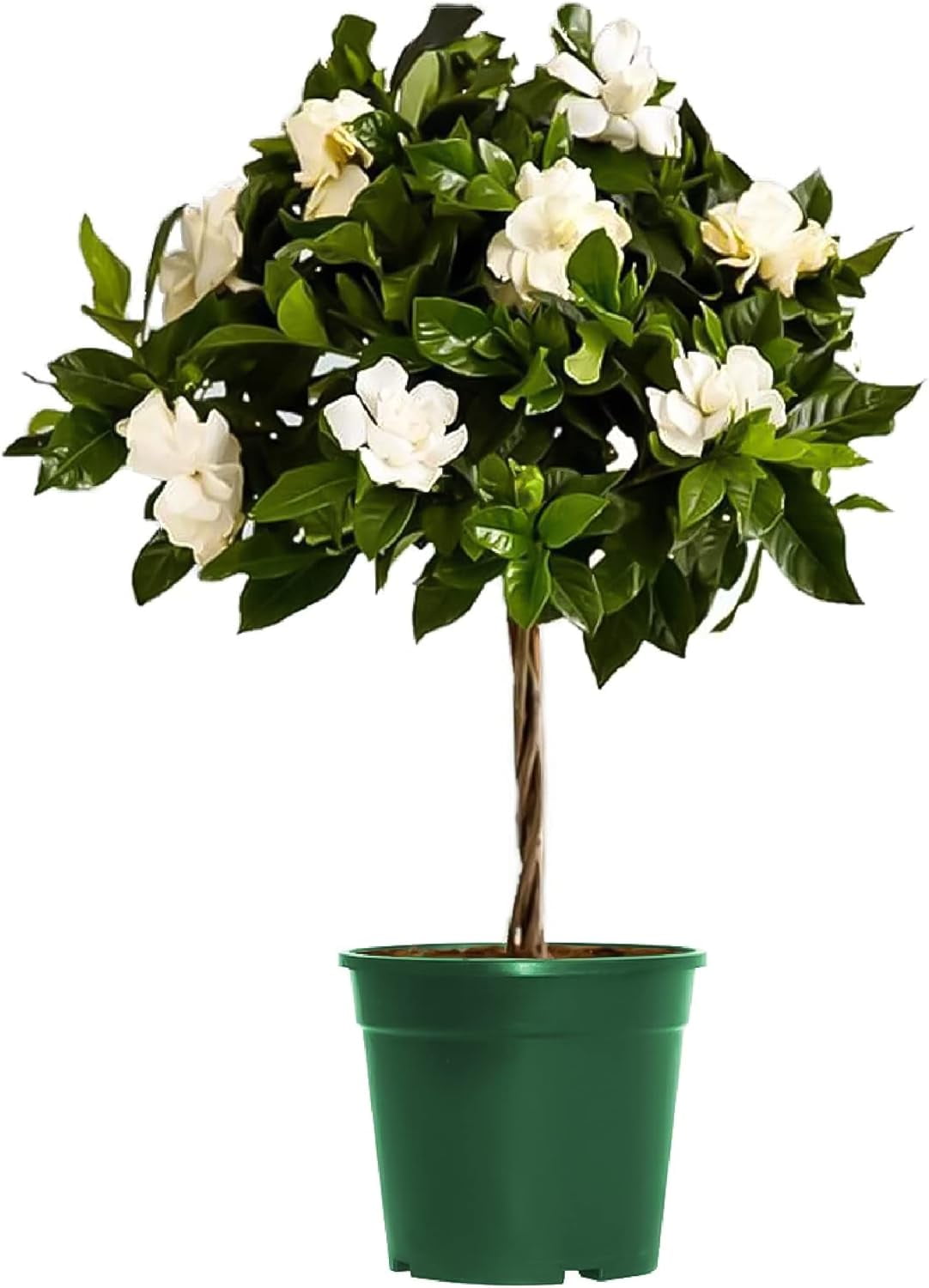 American Plant Exchange Mini Braided Gardenia Tree, Indoor/Outdoor ...