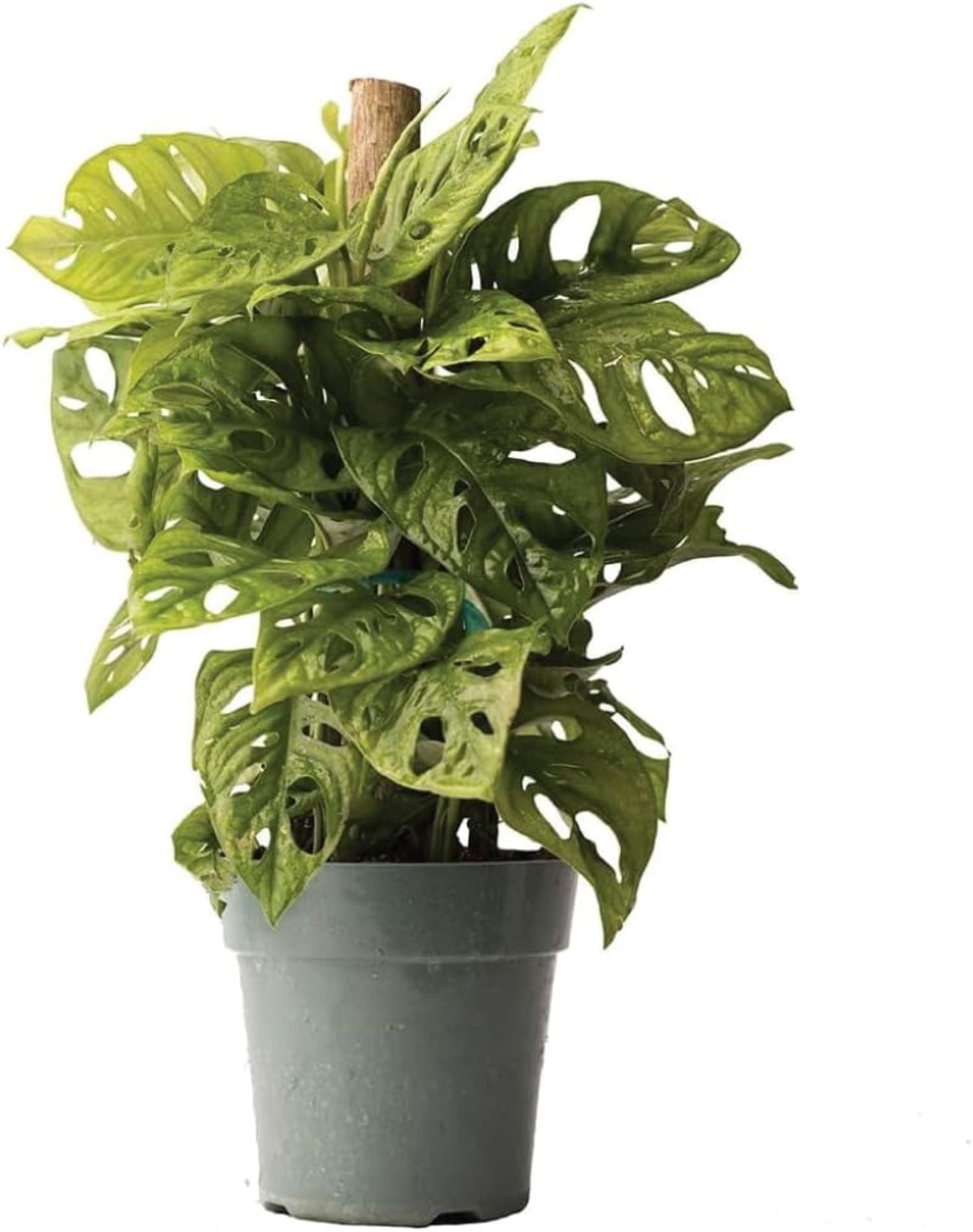 American Plant Exchange Monstera Adansonii Swiss Cheese, 1ft Totem Pole ...