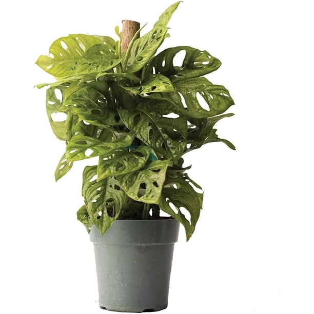 American Plant Exchange Monstera Adansonii Swiss Cheese, 1ft Totem Pole ...