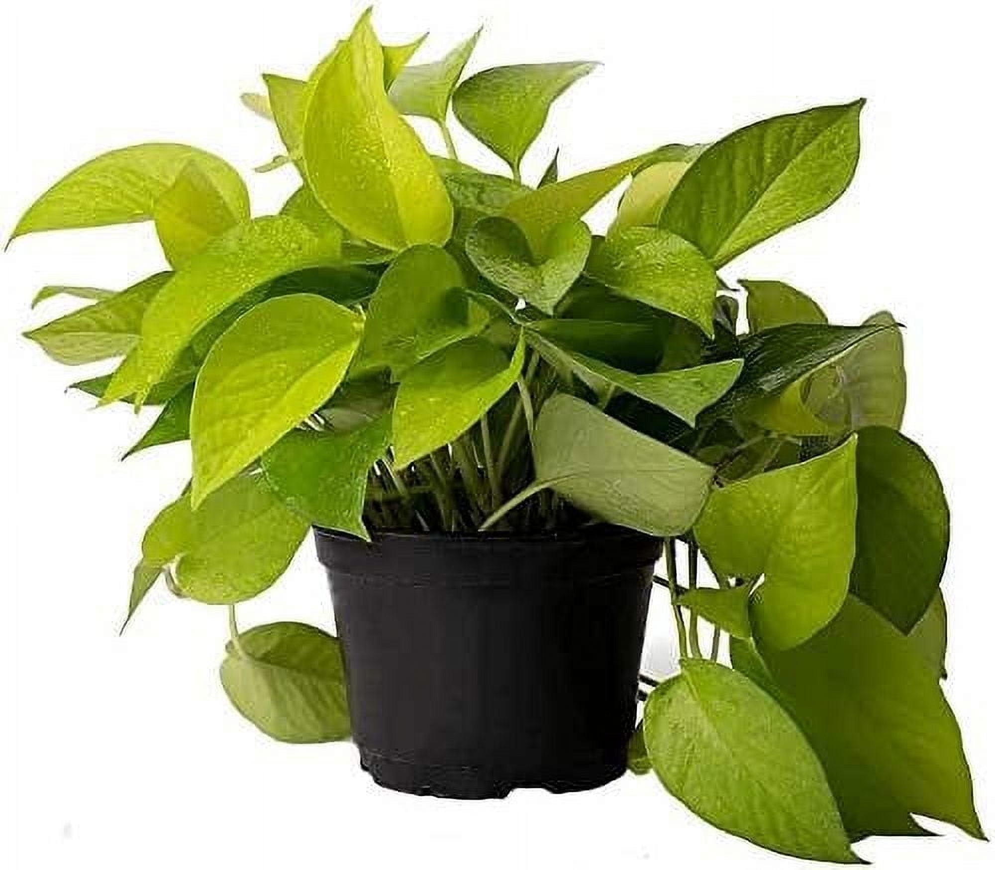 American Plant Exchange Neon Pothos, 6-Inch Pot, Bright Chartruse ...