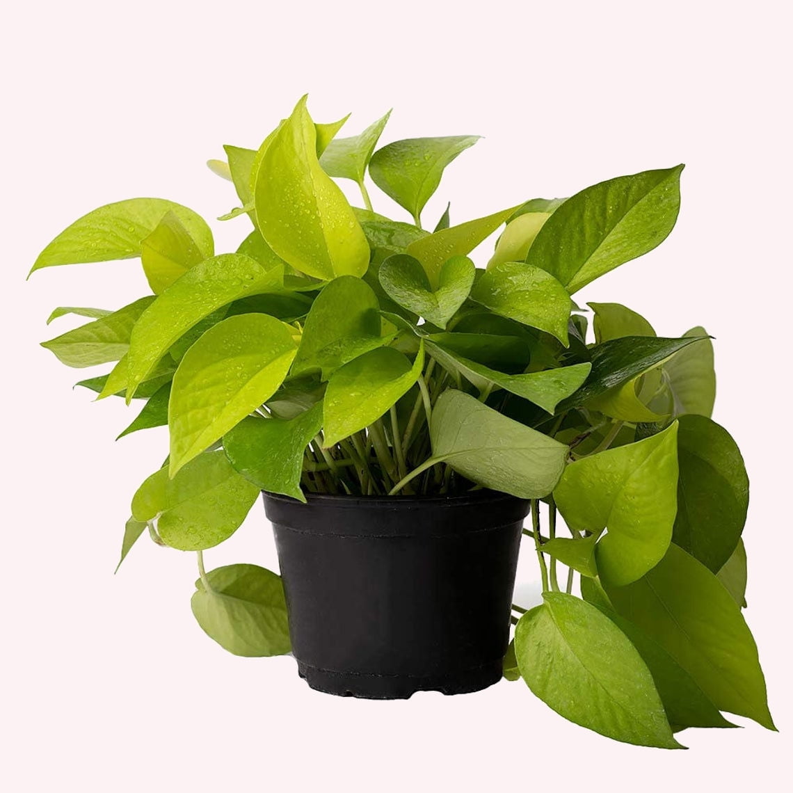 American Plant Exchange Neon Pothos, 6-Inch Pot, Bright Chartruse ...