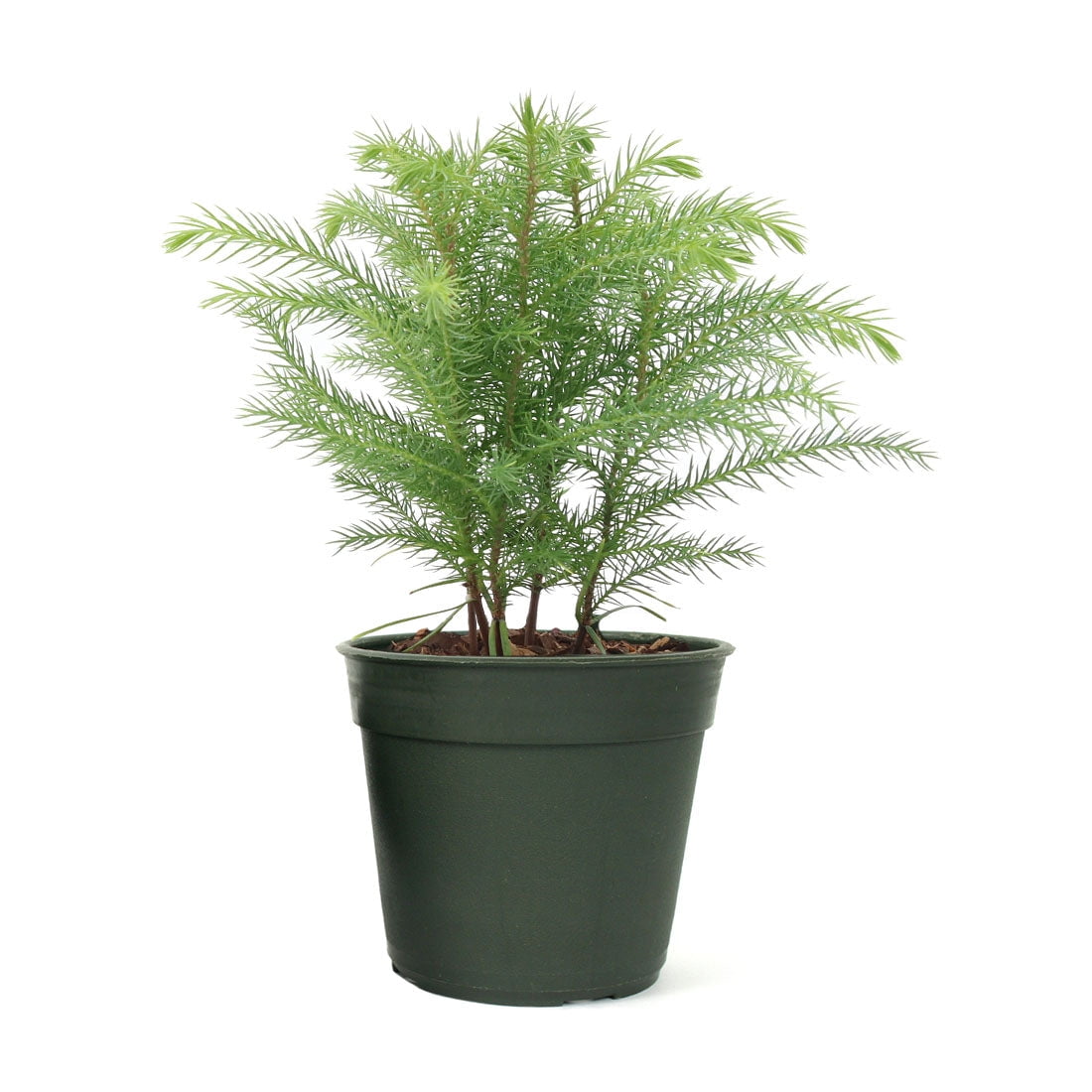American Plant Exchange Norfolk Island Pine Tree, 4-Inch Pot, Easy Care ...