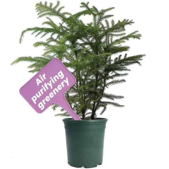 Fresh Christmas Trees & Shrubs in Fresh Christmas Greenery - Walmart.com
