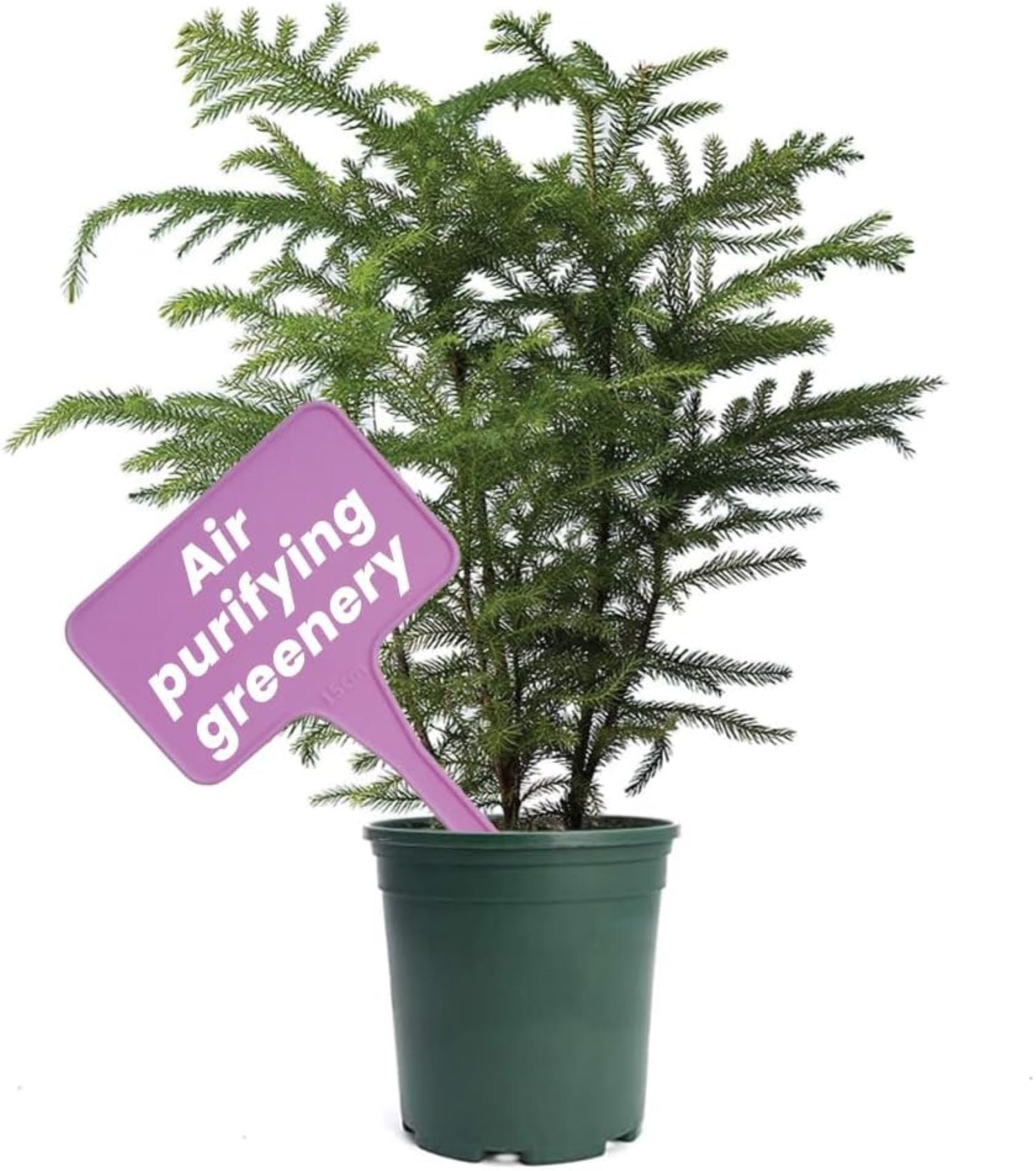 American Plant Exchange Norfolk Island Pine Tree, 6-Inch Pot, Outdoor ...
