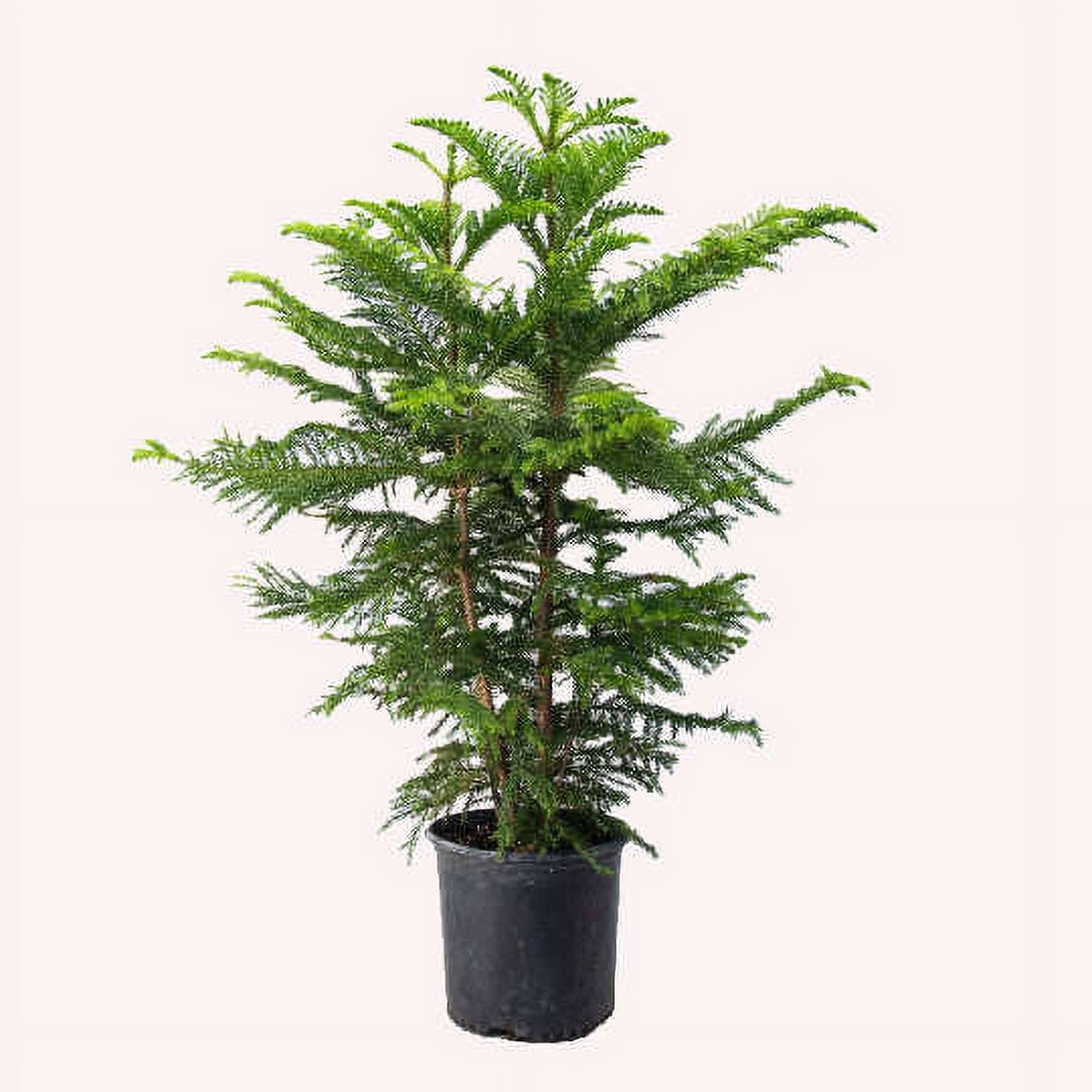 American Plant Exchange Norfolk Island Pine Tree, 6-Inch Pot, Tropical ...