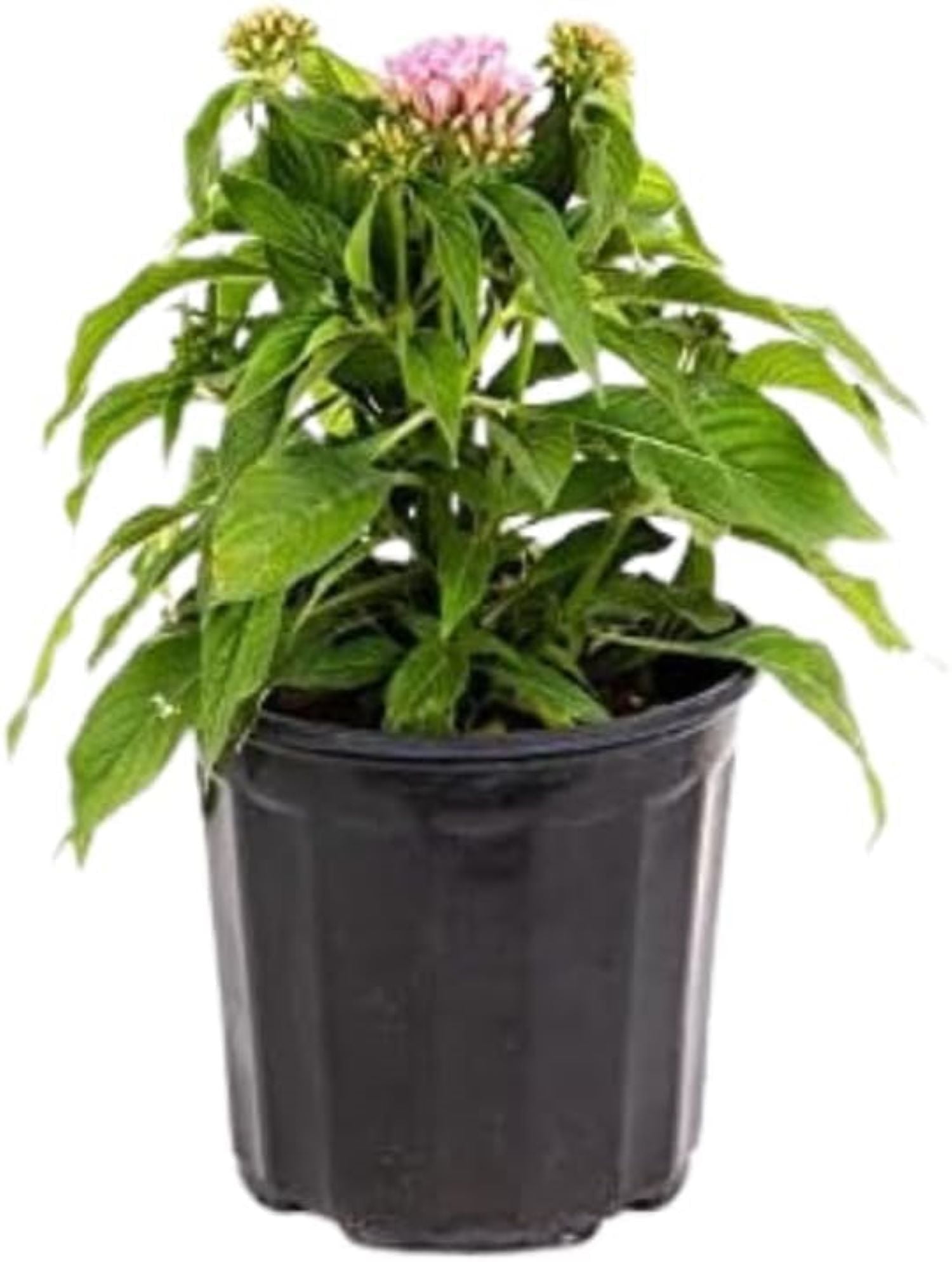 American Plant Exchange Pink Pentas Plant in 6" Pot, Vibrant Star ...