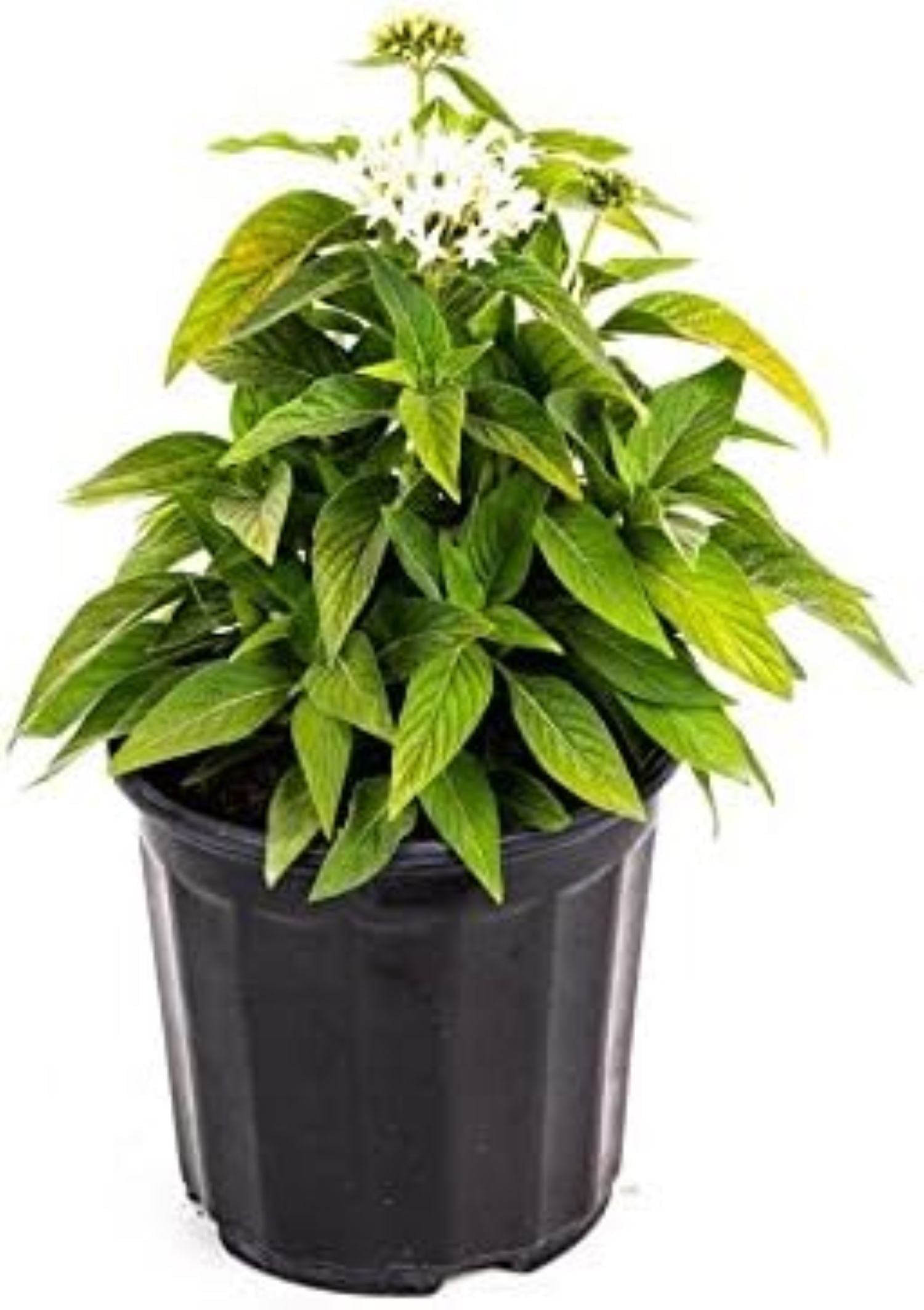 American Plant Exchange White Pentas Plant in 6" Pot, Vibrant Star ...