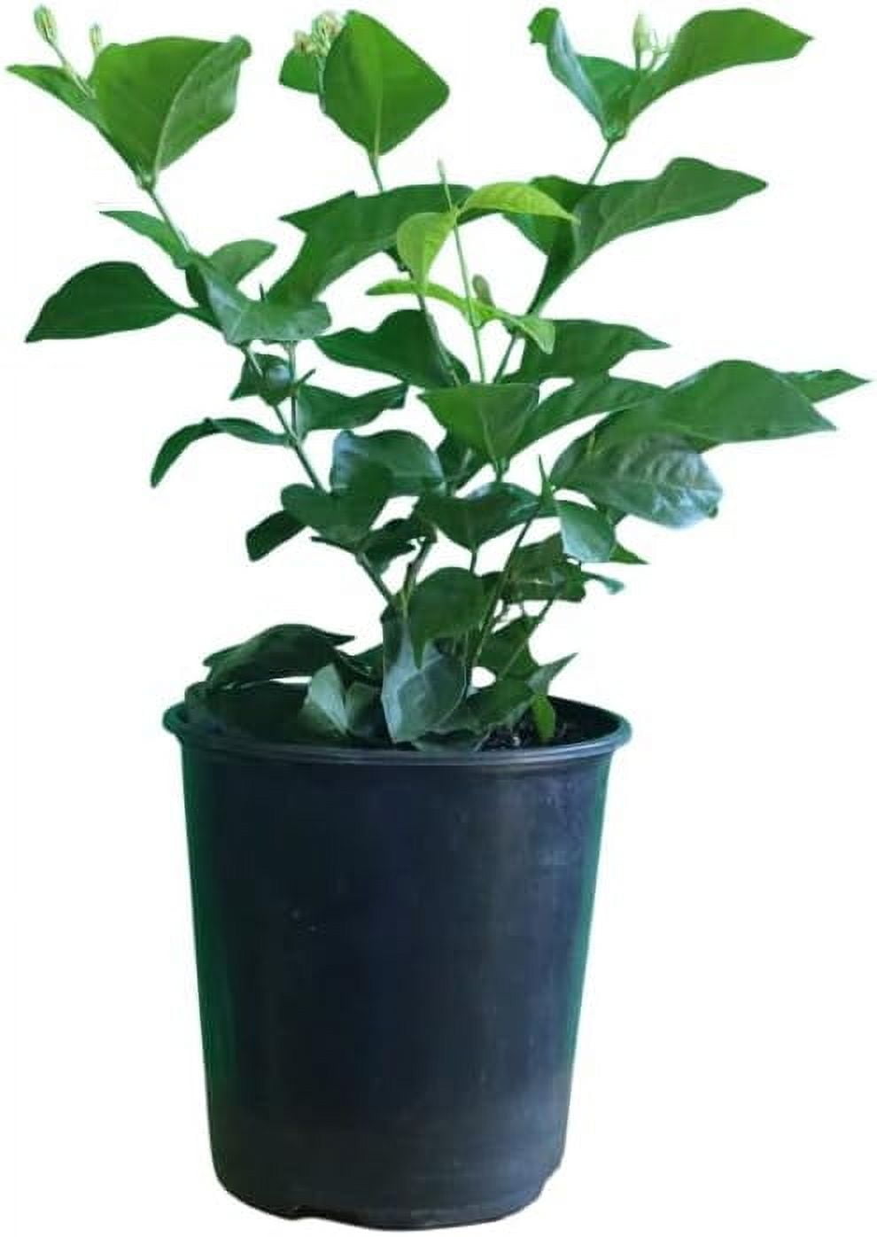 American Plant Exchange Sambac Arabian Jasmine, Fragrant Flowering Live ...