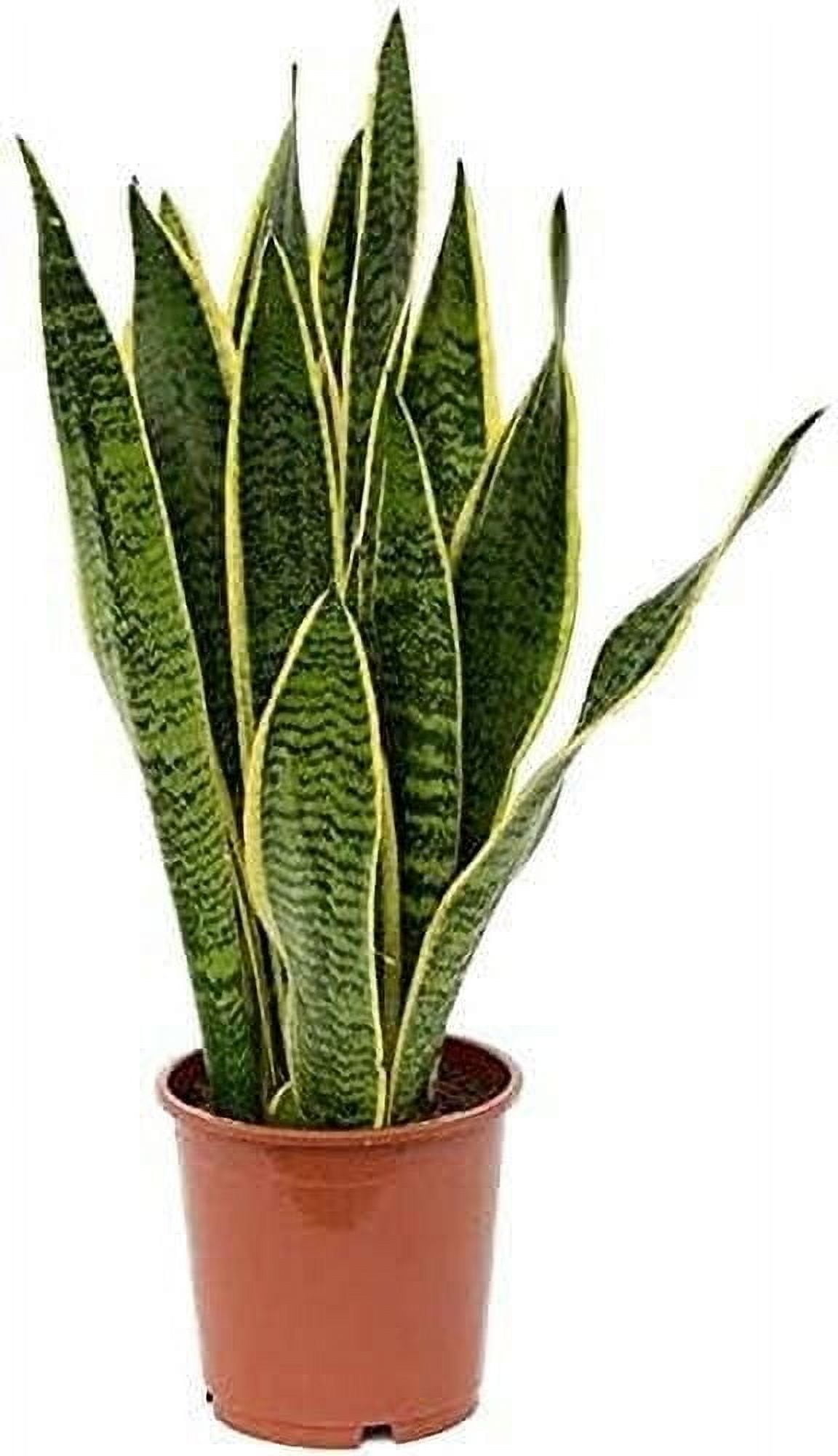 American Plant Exchange Sansevieria Laurentii, Live Snake Plant, 6-Inch ...