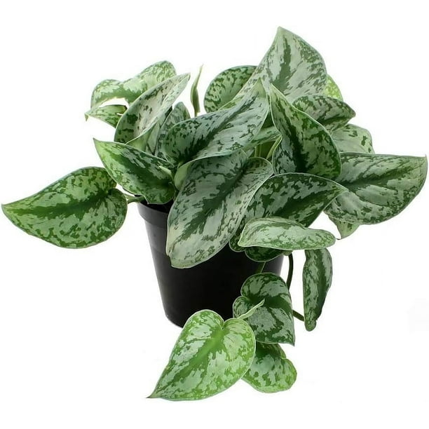 American Plant Exchange Silver Satin Pothos, Exotic Vining Foliage, 6 ...