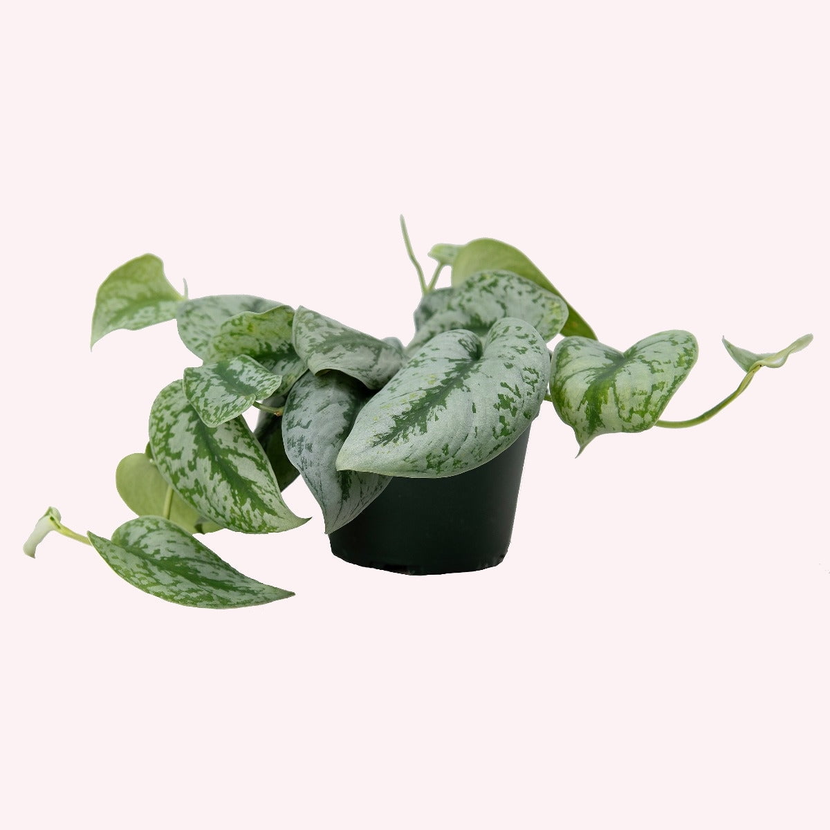 American Plant Exchange Silver Satin Pothos, Exotic Vining Foliage, 6 ...