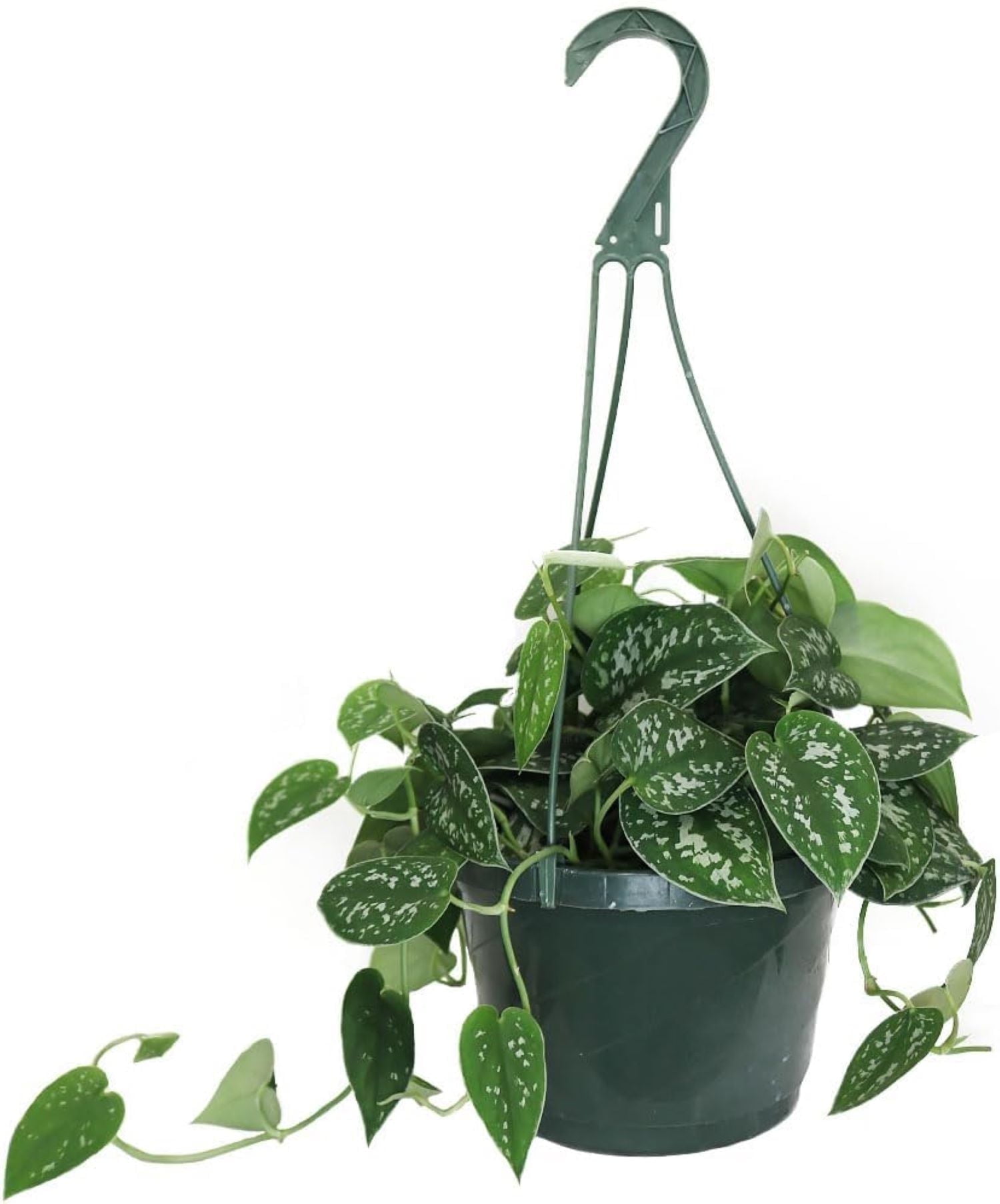 American Plant Exchange Silver Satin Pothos Hanging Basket, 8-Inch Pot ...