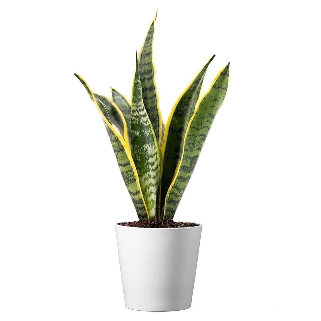 American Plant Exchange Snake Plant, Sansevieria Laurentii Yellow ...