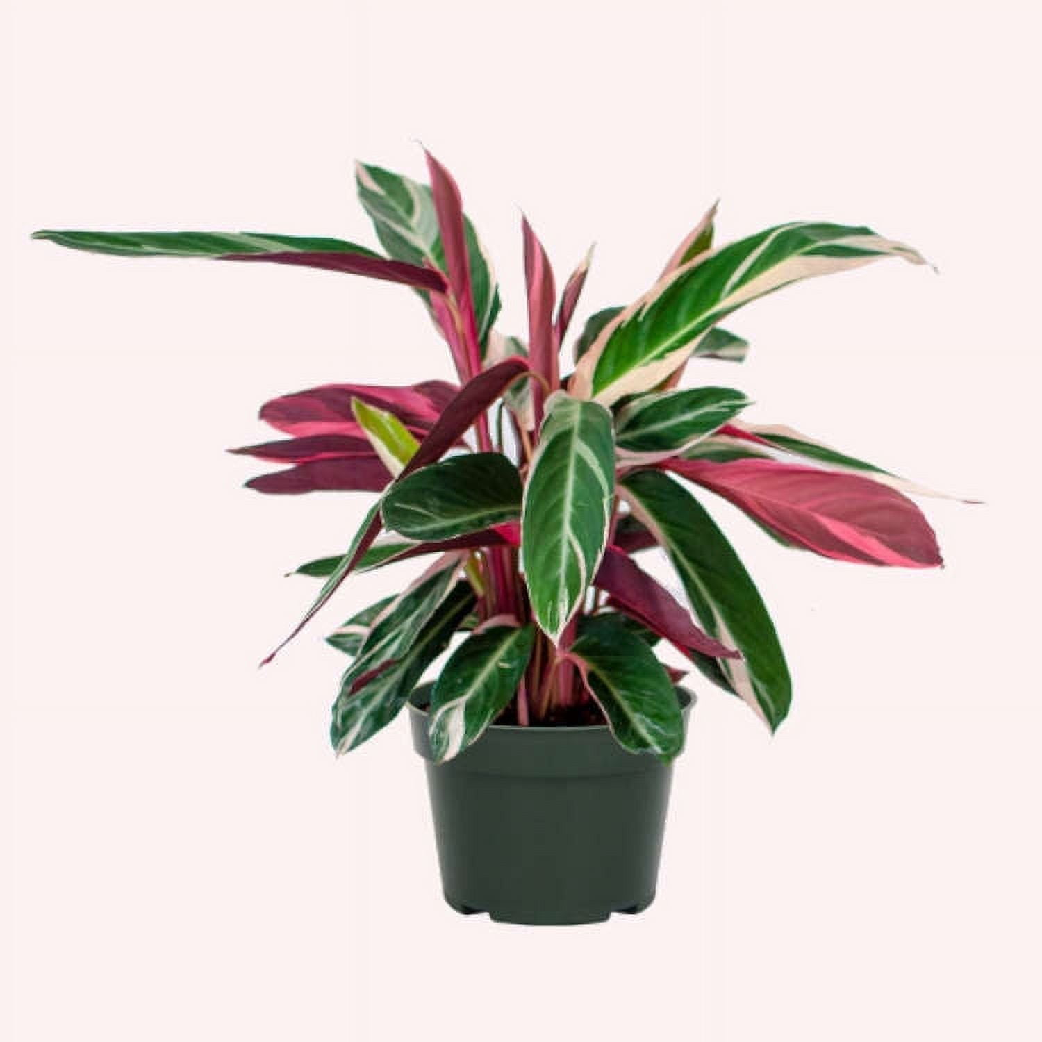 American Plant Exchange Stromanthe Trio Star, 6-Inch Pot, Vibrant Live ...