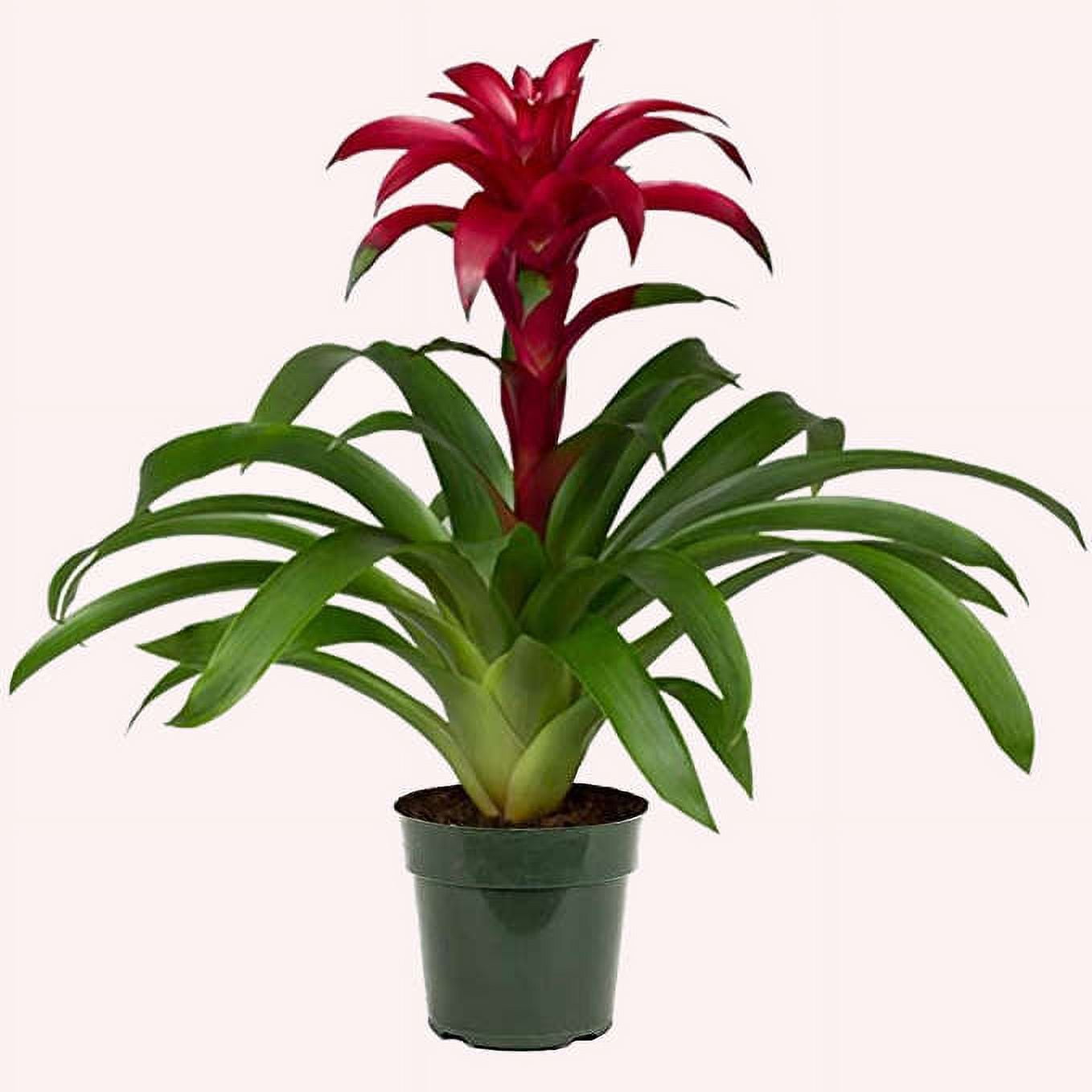 American Plant Exchange Tropical Flowering Bromeliad, Assorted Colors ...