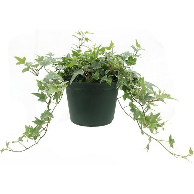 American Plant Exchange Variegated English Ivy, Vining Live Plant, 6 ...